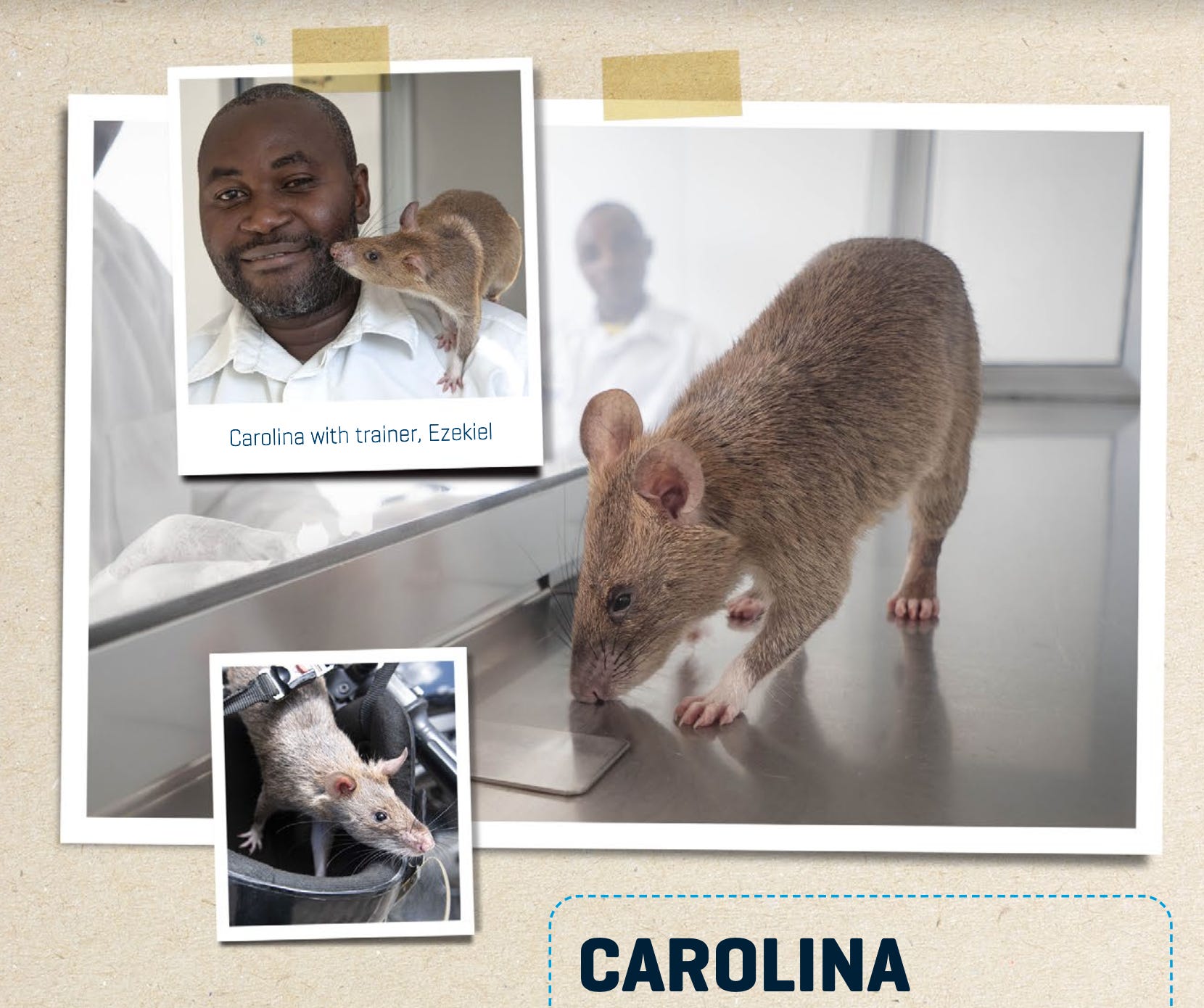 In Praise of the Sewer Rat