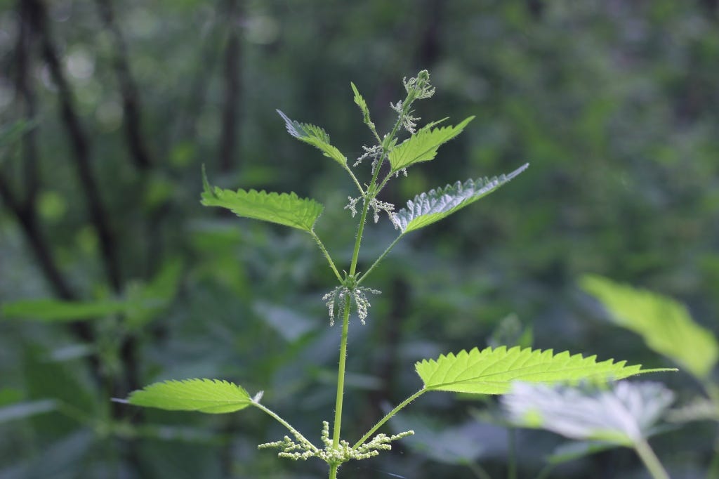 Stinging Nettle Season - by Jeffrey Morel