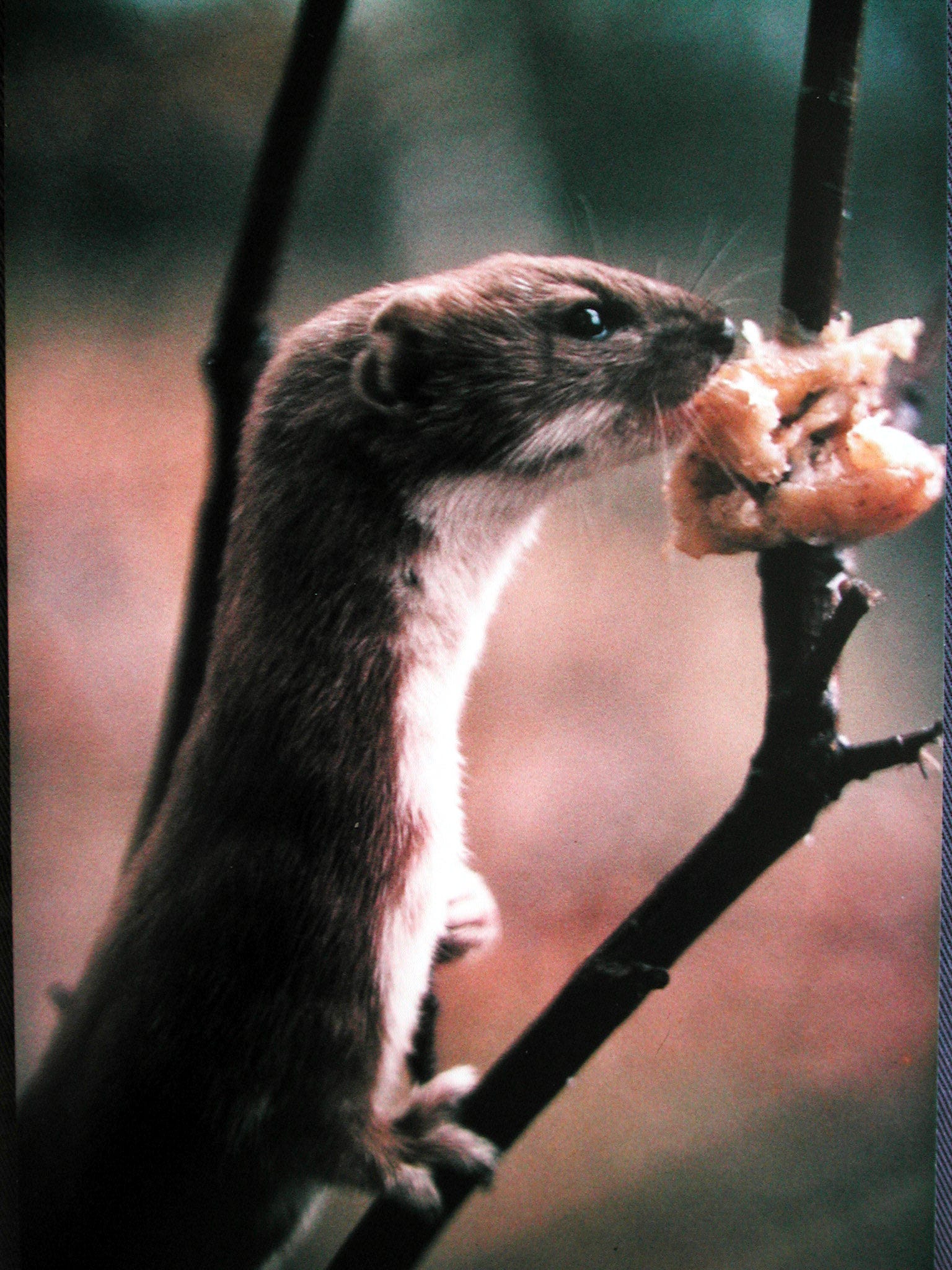 The Signal Box Naturalist - by David Bocking