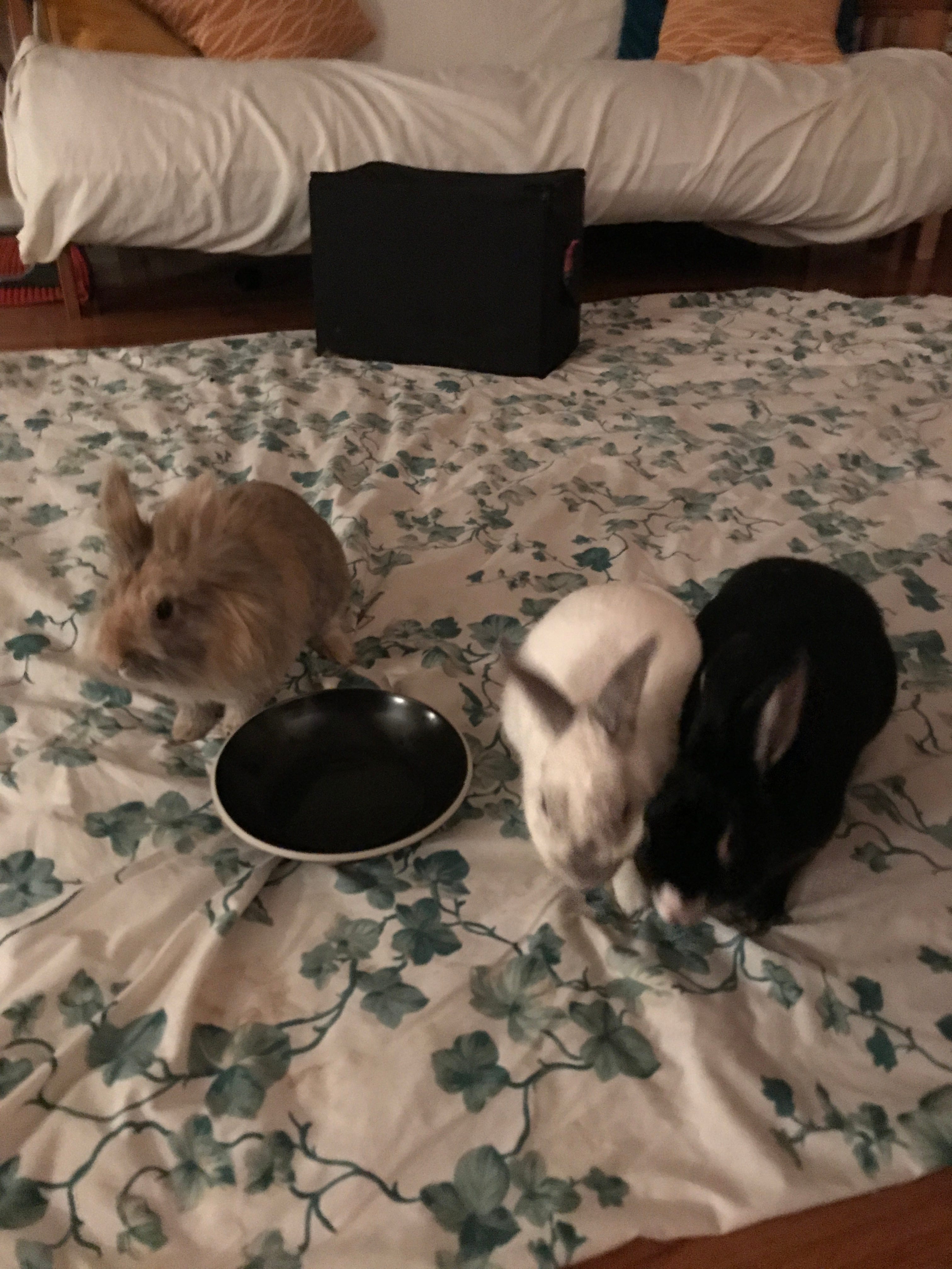 I bit off more than they could chew! - by Bibi Farber