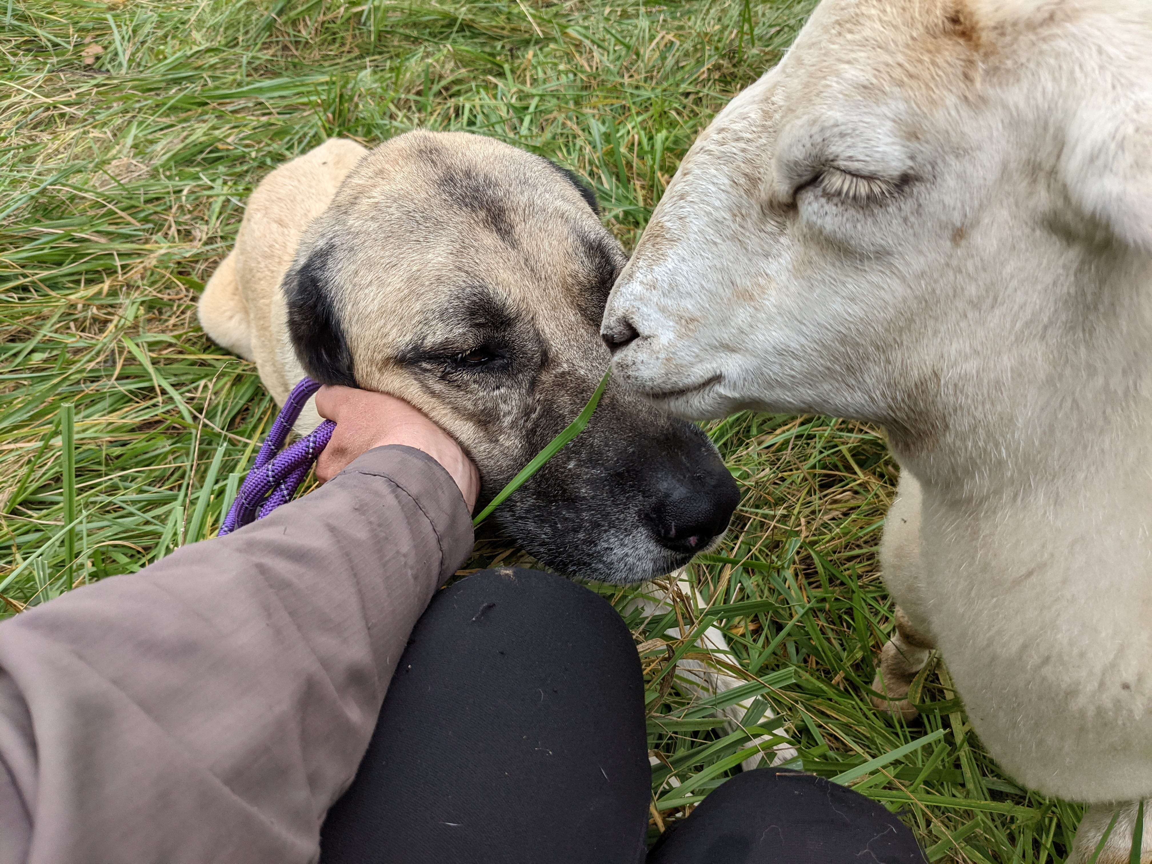 A Doggone Good Announcement - by AC Shilton