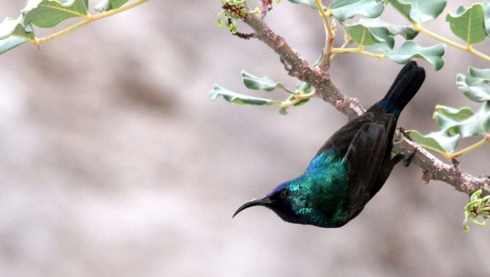 Sunbird Logo Jpeg