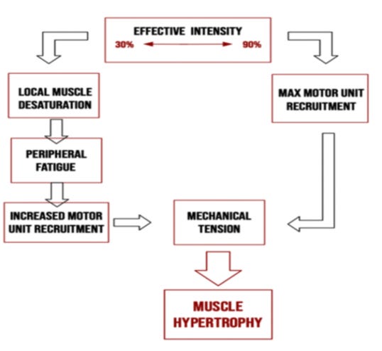 A Masterclass On Programming For Muscle Hypertrophy