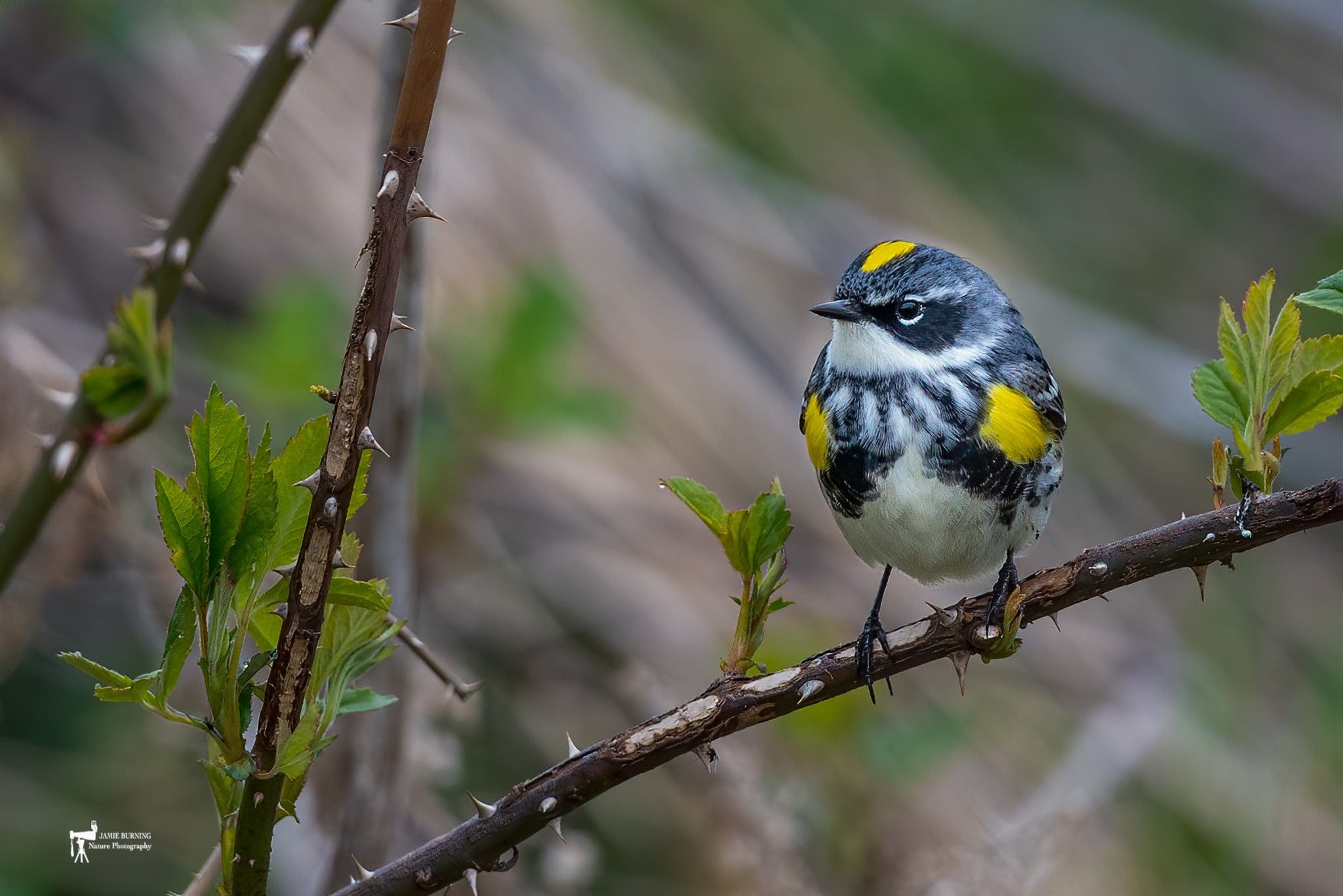 Wild Turkey a LaBagh Woods first, plus the return of Rose