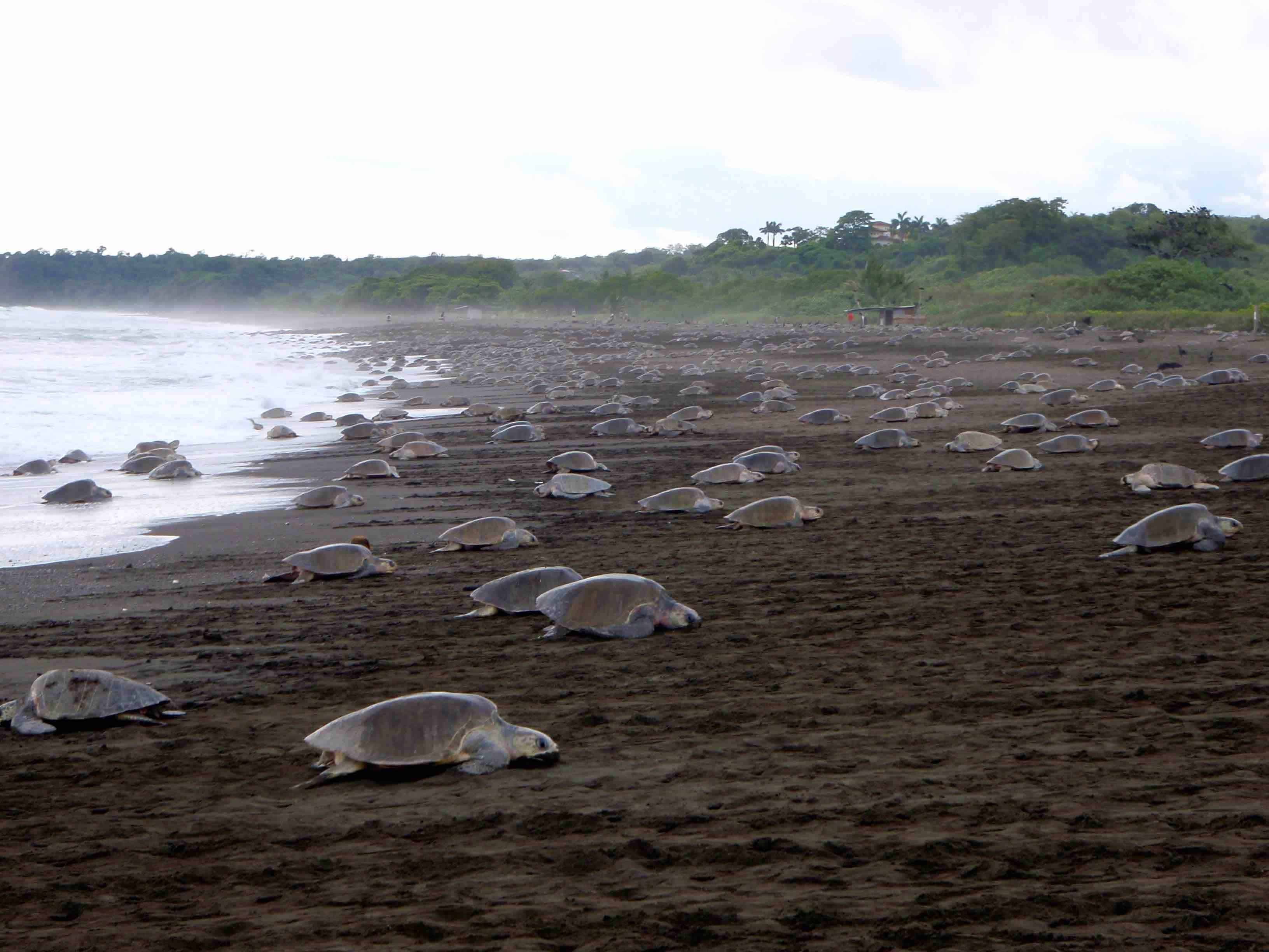 The incredible sea turtle arribadas in Costa Rica