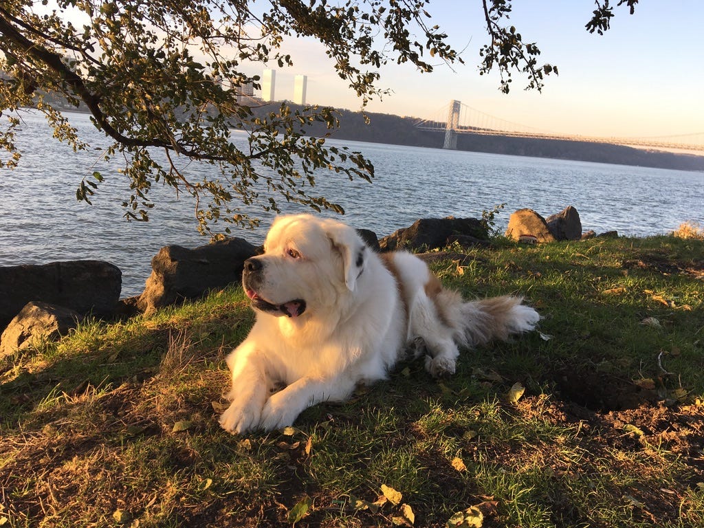 Essay: Species of Grief - The Unspeakable with Meghan Daum