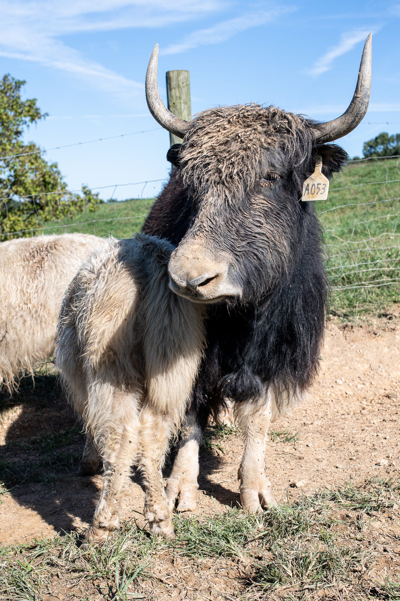 Behind-the-Scenes: Eastern Kentucky Yaks