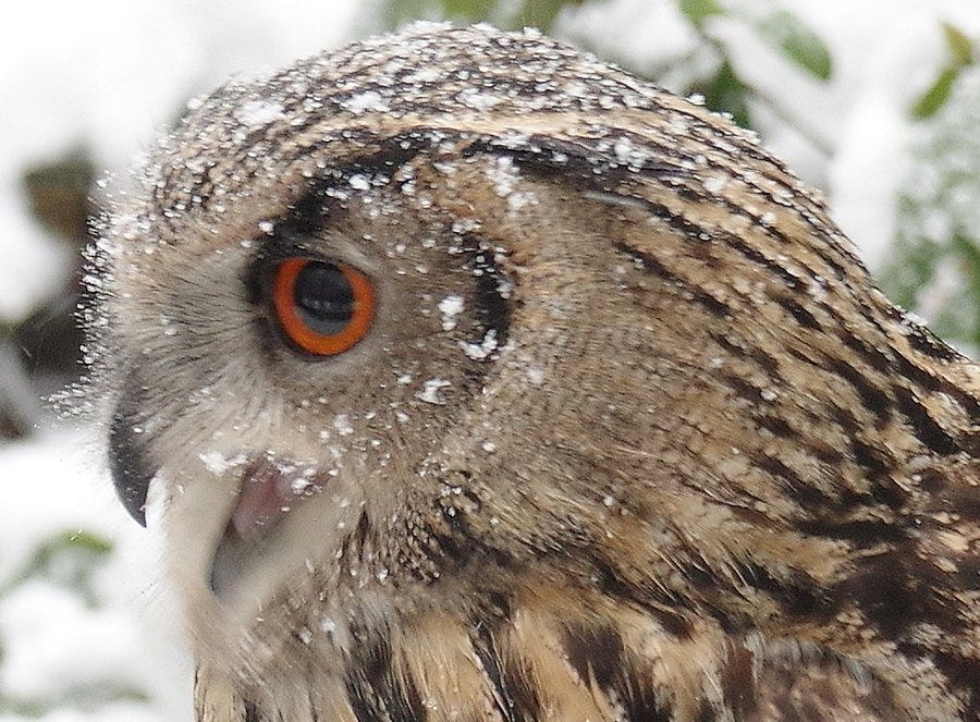 Some terms, explained, Part 1 - by Gurdur - Musings