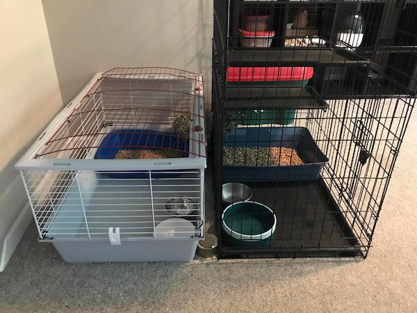 The Romance Rituals of Rabbits - by Kier Adrian Gray