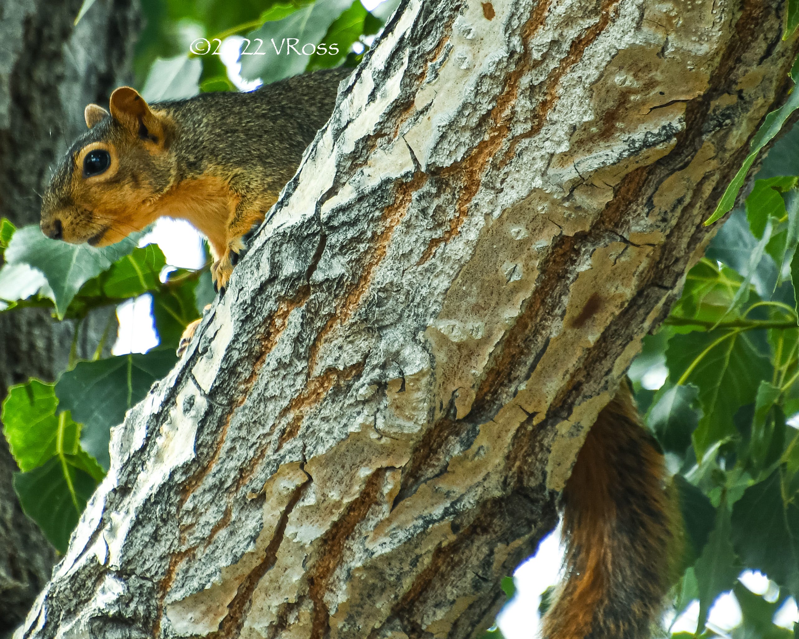 American Red Squirrel - by Val Ross - Val’s Musings