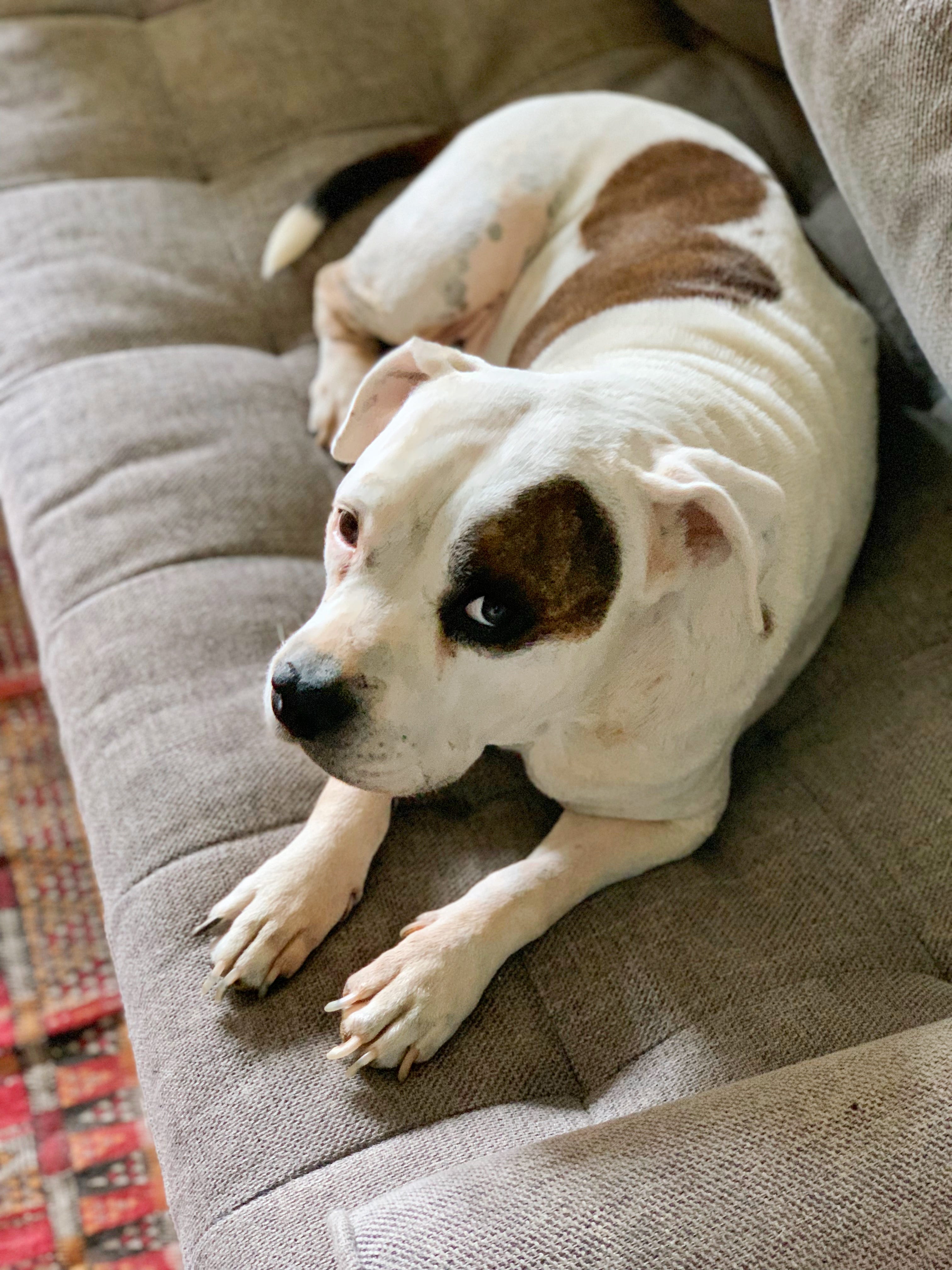 The Role of Dogs in Rome, from Antiquity to Today