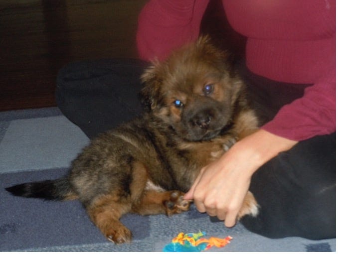 The Story of What Happened to Moki - Michael Ferrell