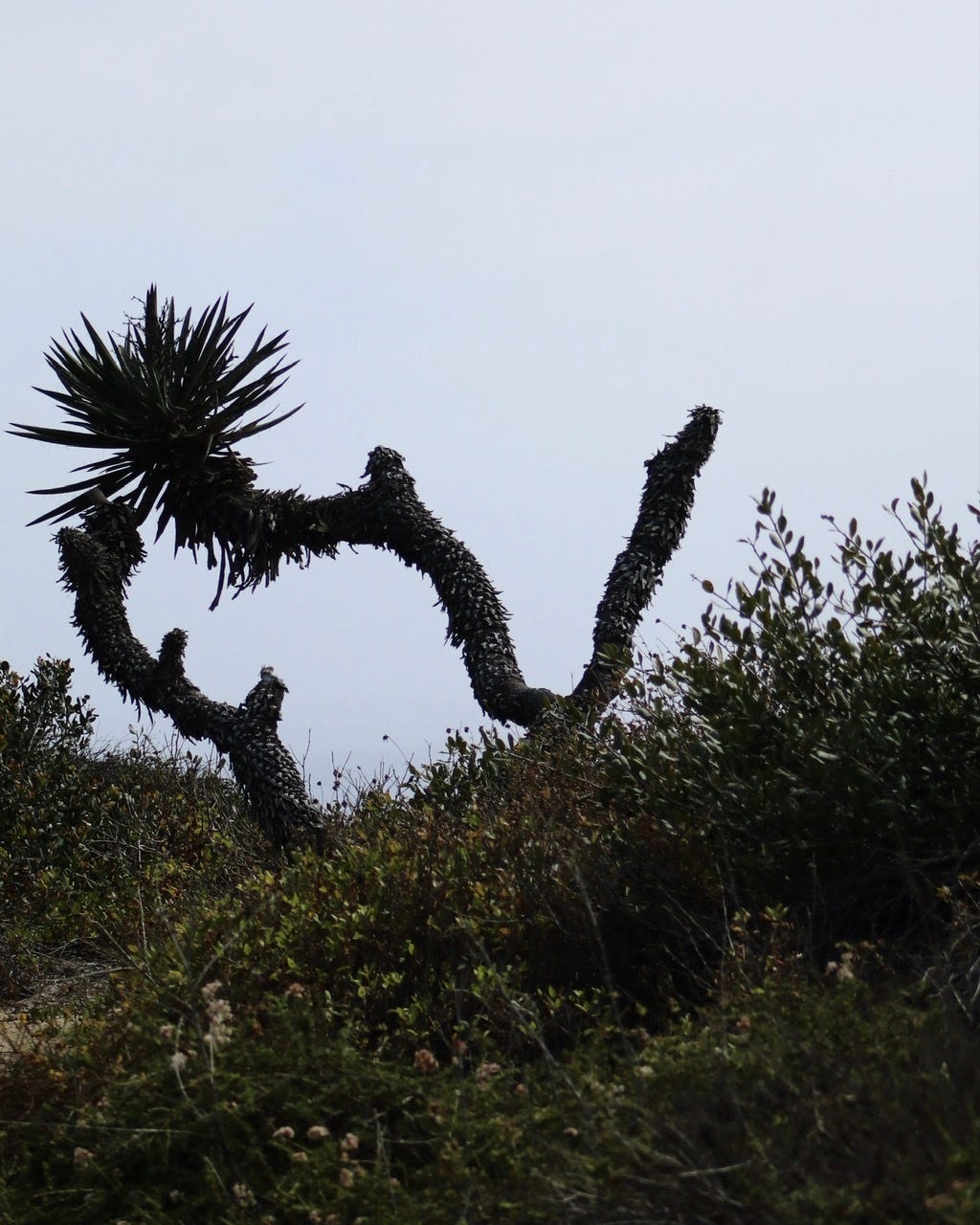 #39: Scrubland - by Stefania Culafic - Observations