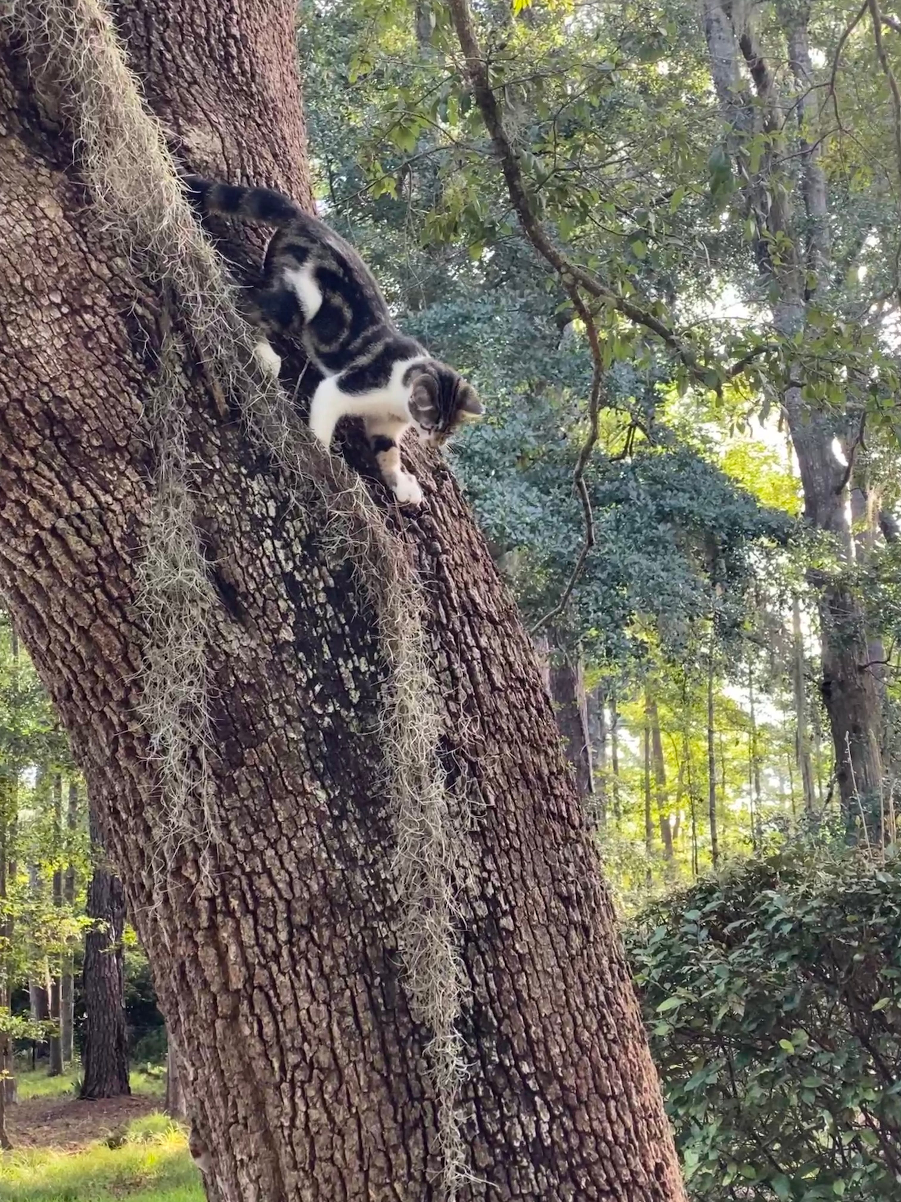 How to tree a cat. - by Nancy Mac - Iron Feather Tea
