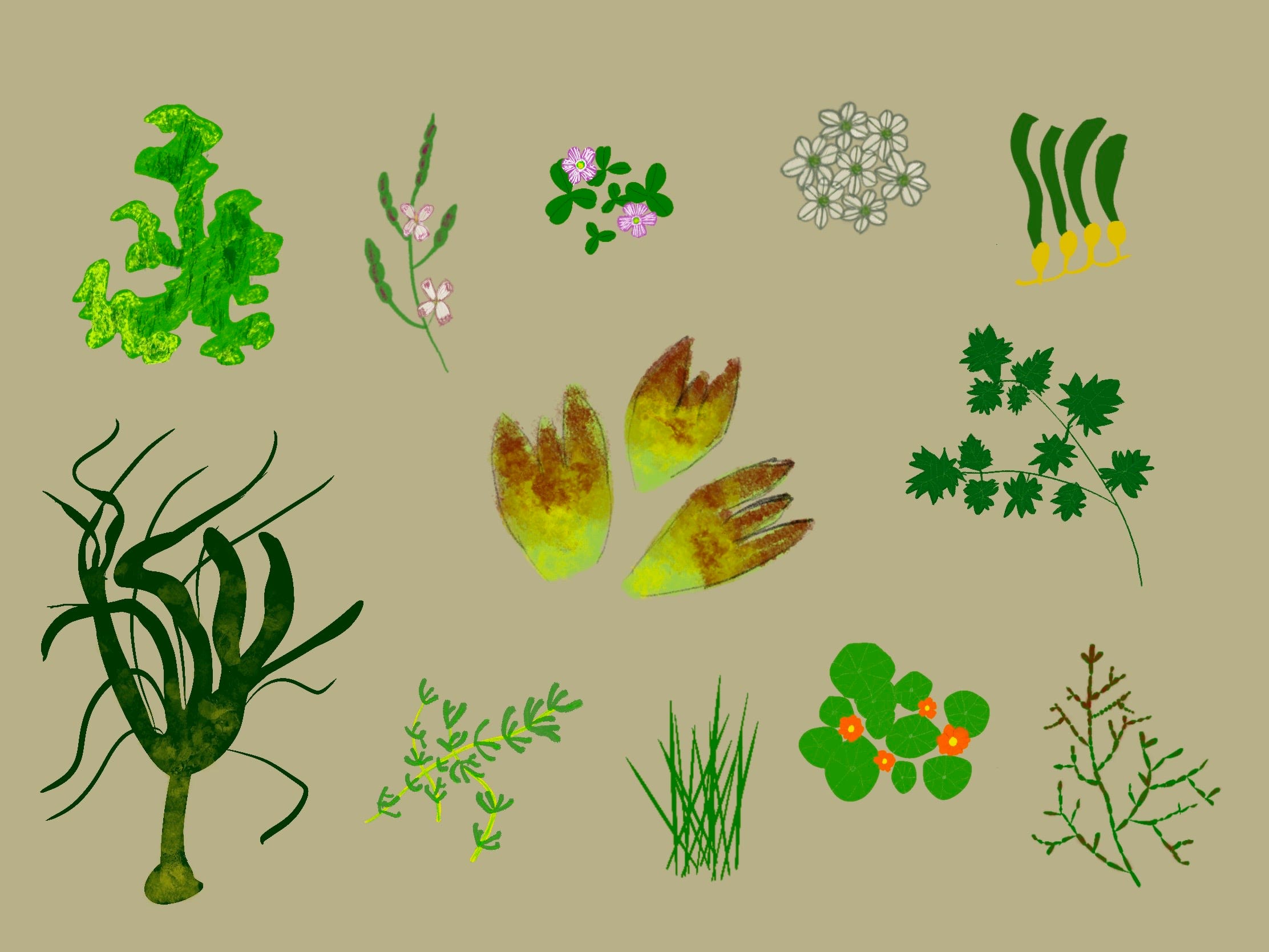 Sea Strawberries, Beach Plants & Seaweeds of Chile's Central Coast