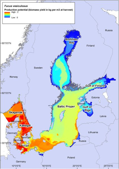 New seaweeds to plug Europe's market gap: Palmaria, Fucus & Porphyra