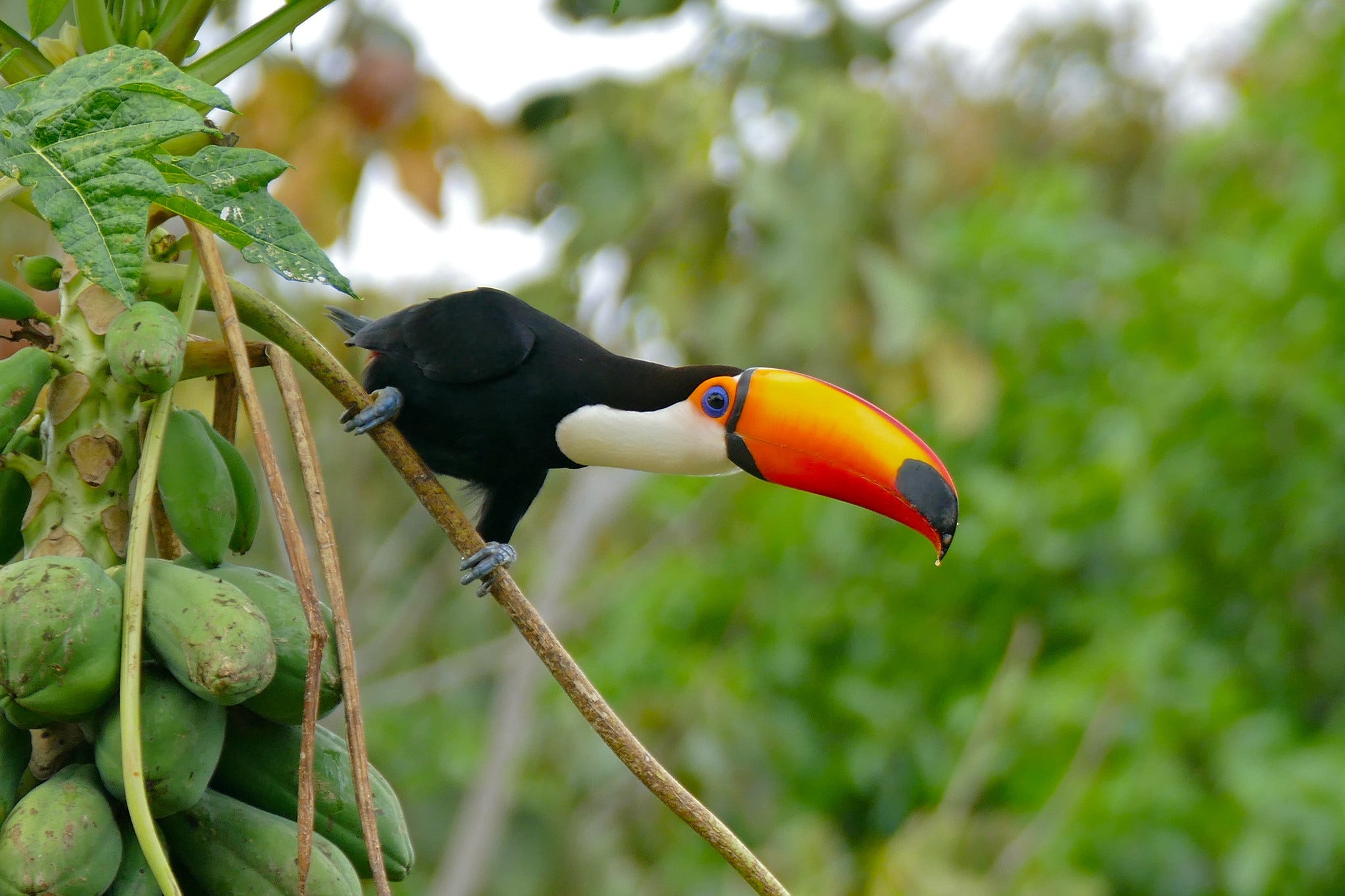 Bird of the Week: Even More Toucans! - by Jack Mirkinson
