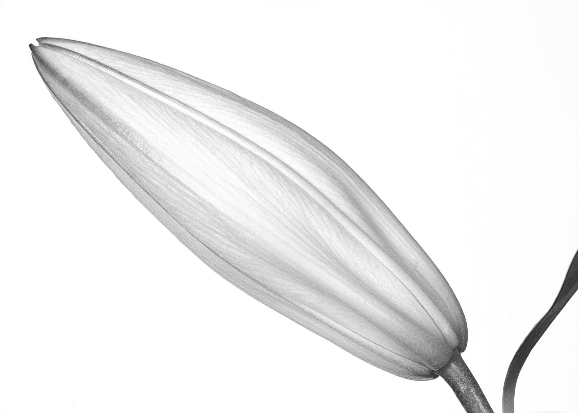 photographing plants in the studio - by Lee Anne White