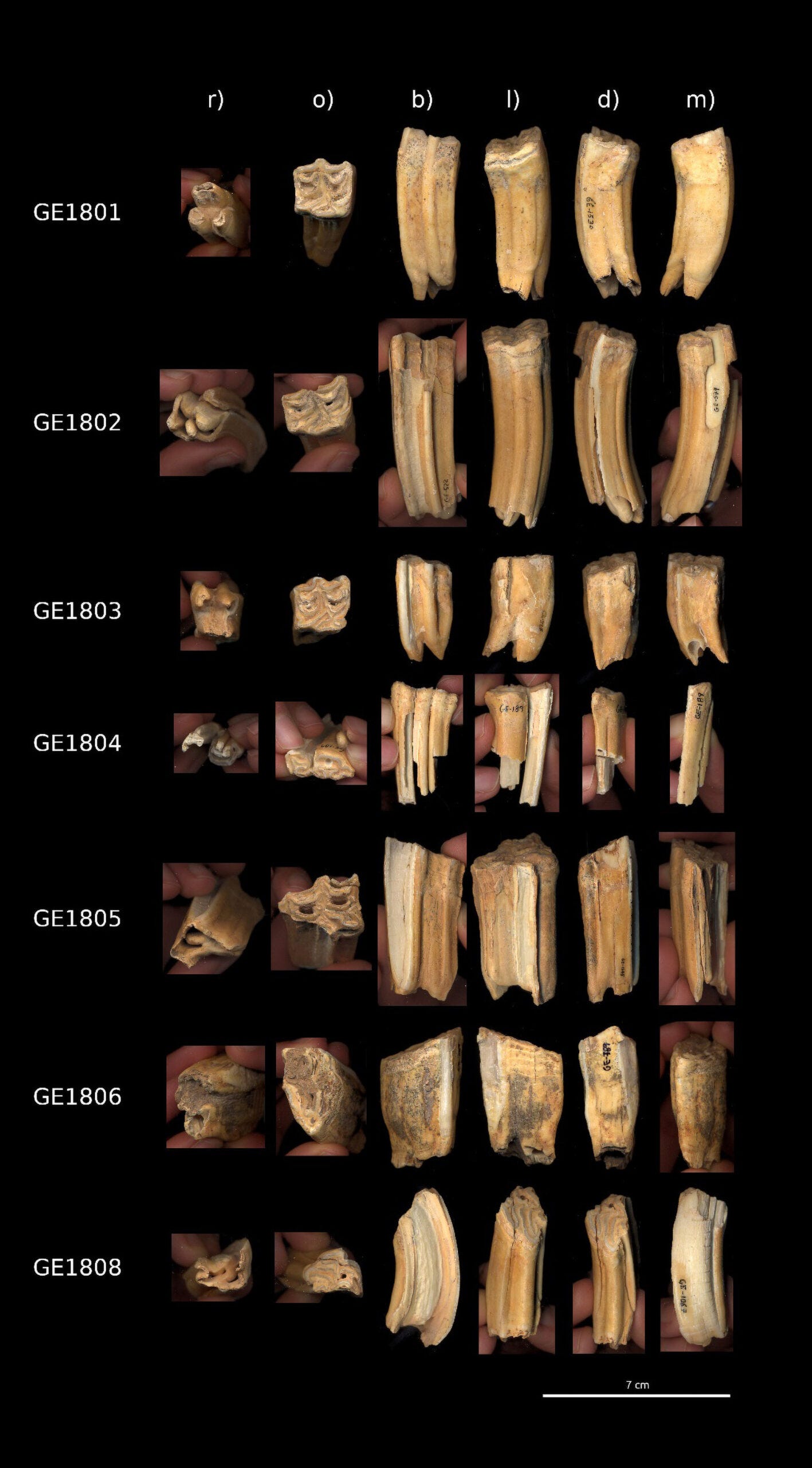 One Of The Oldest Neanderthal Archaeological Locations Has Been ...