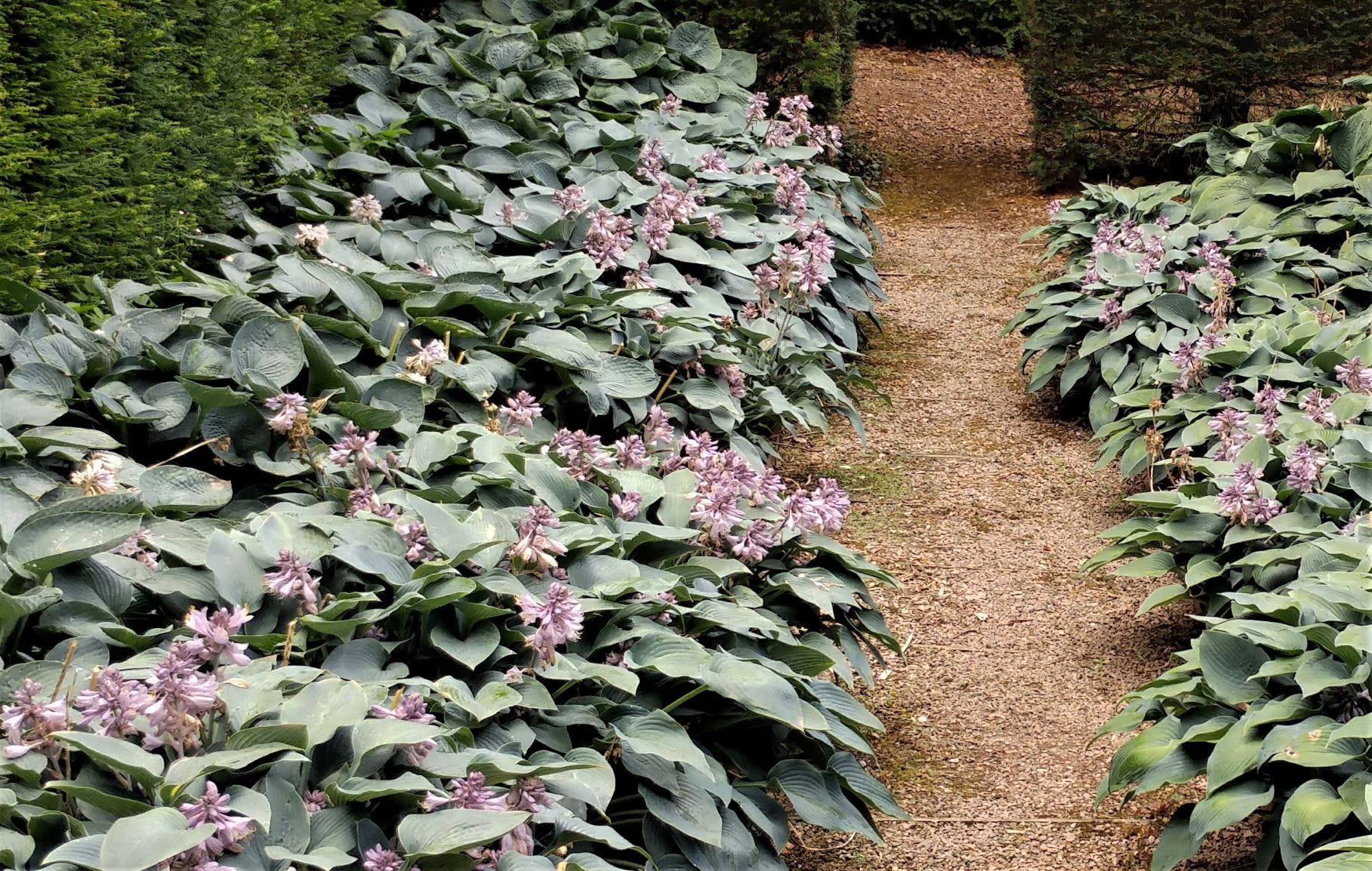 Why do hostas have to flower? - by Anne Wareham
