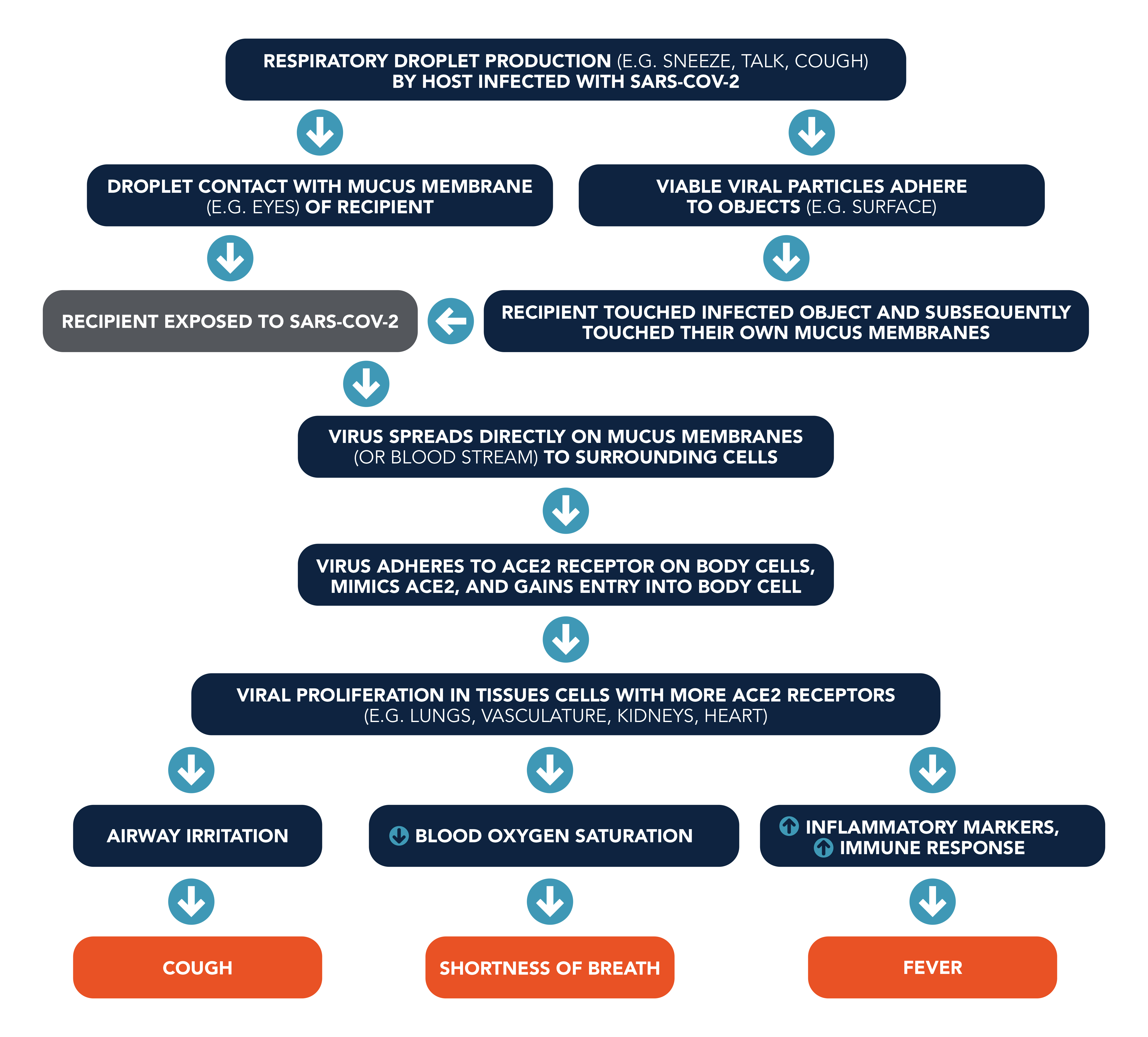 SARS-CoV-2 Infection Process