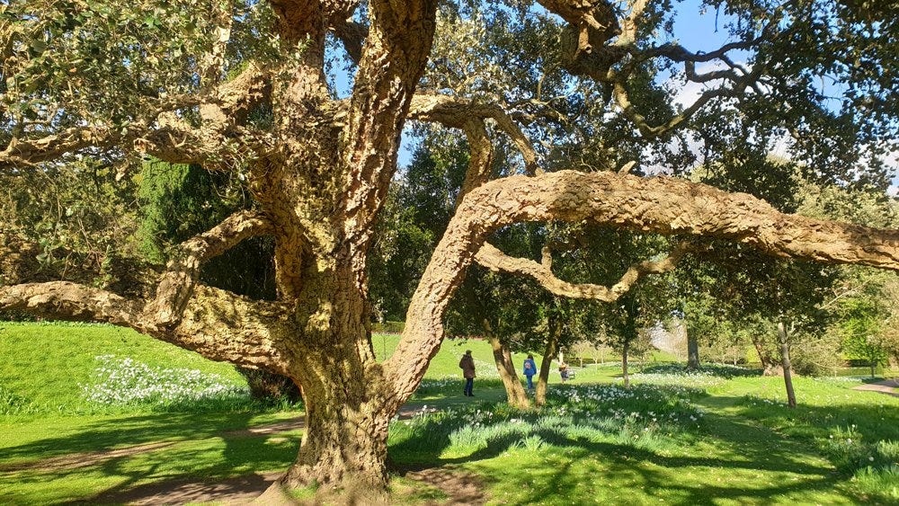 The Man Sloth Diaries - The David Charles Newsletter