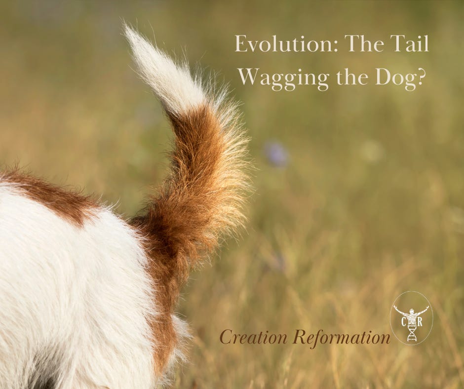 Myths of Evolution: The Tail Wagging the Dog