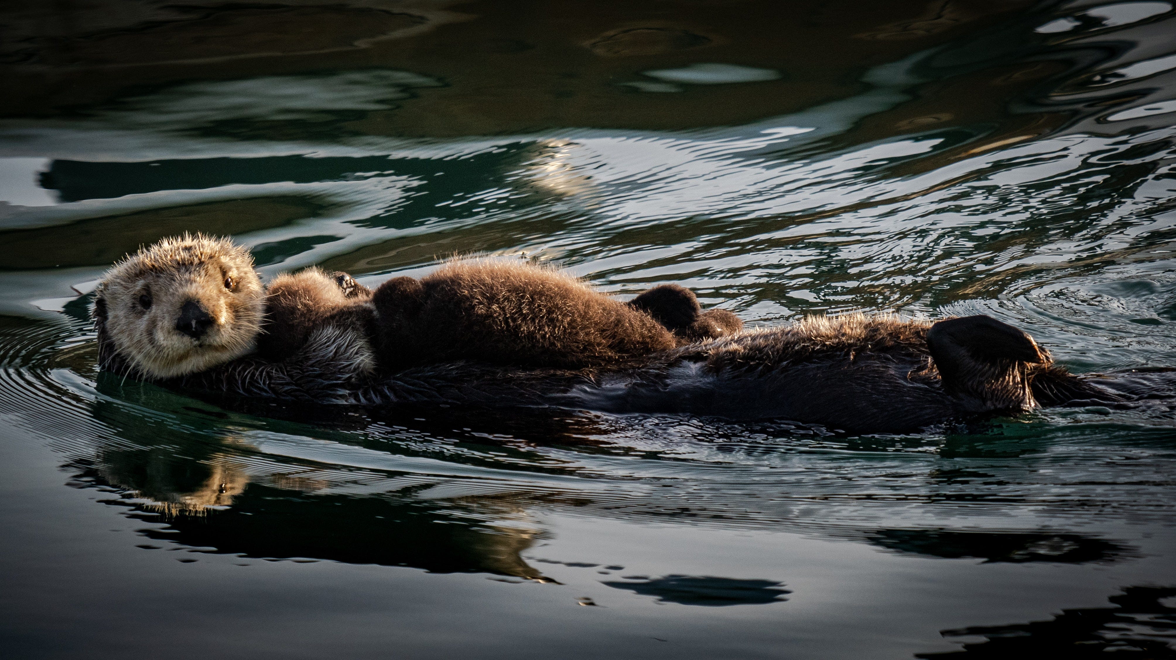 Fact of the day: Sea otters have the thickest fur of any mammal.