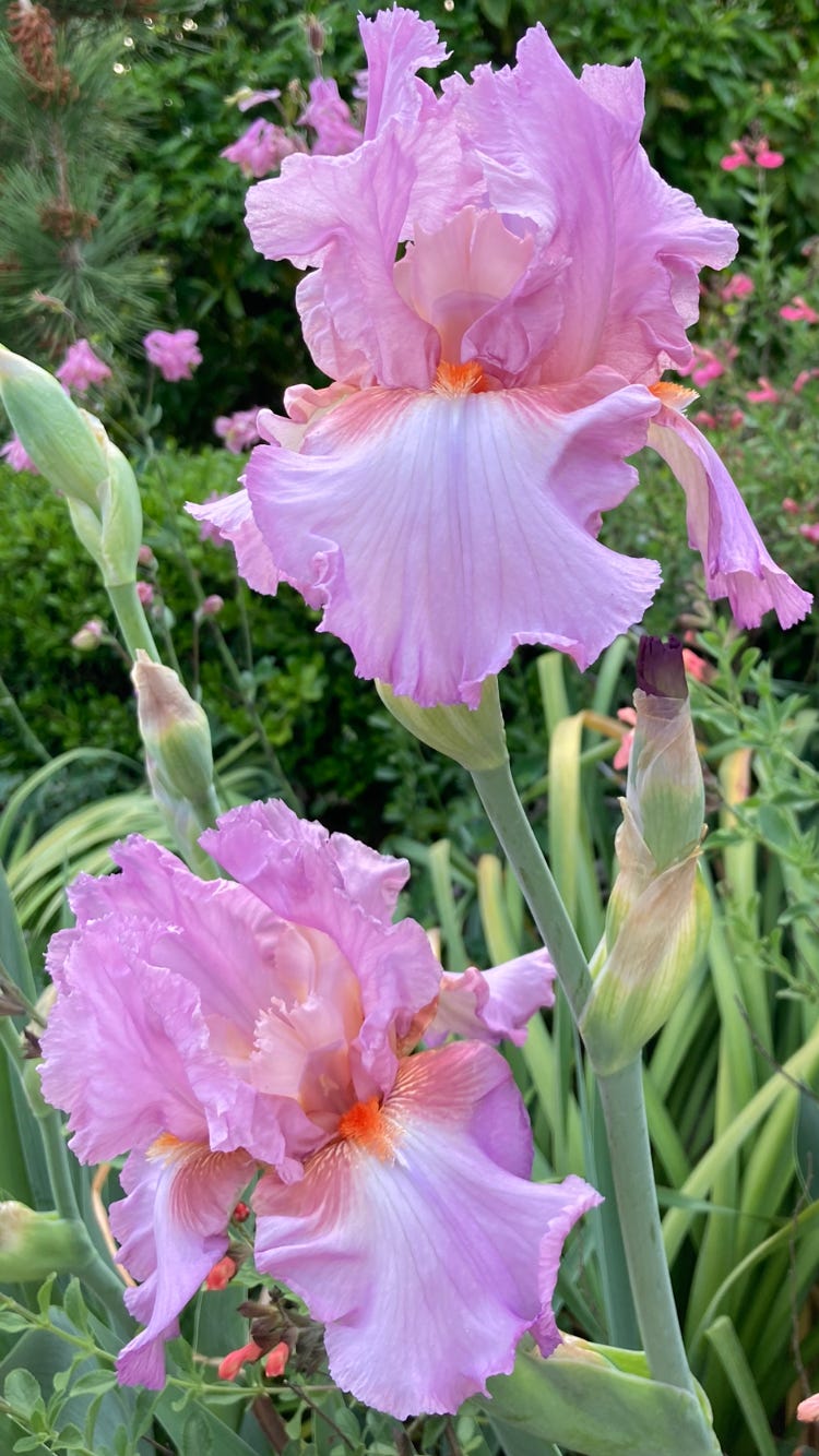 Mom hugs are the best hugs... - by kitten seeking answers