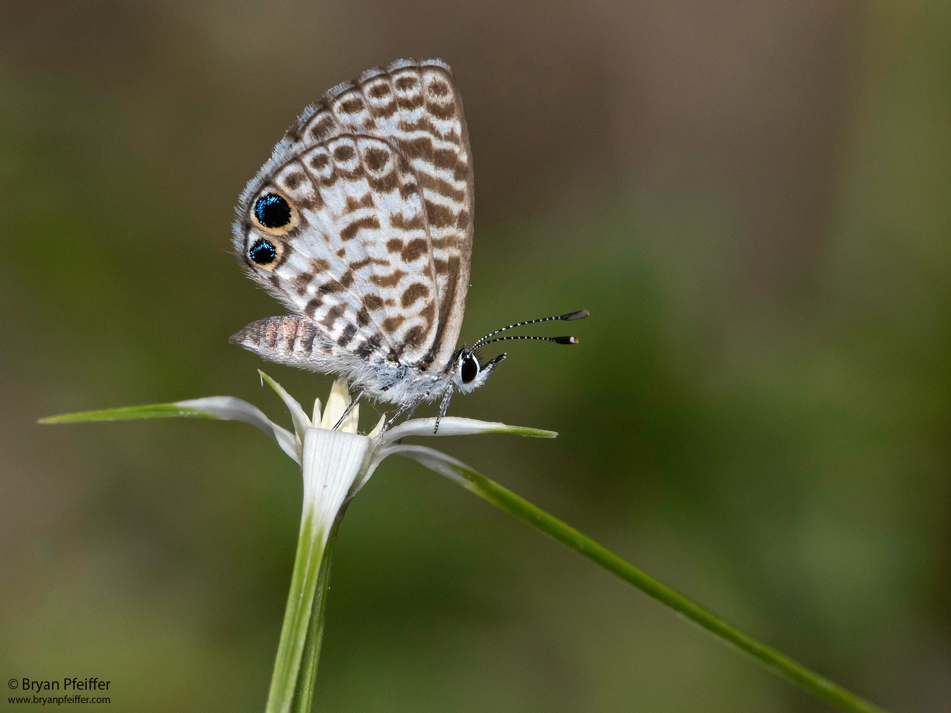 Fakery and an Insect - by Bryan Pfeiffer - Chasing Nature