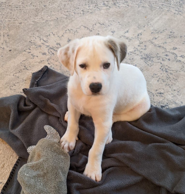 Izzy Shaw | Substack