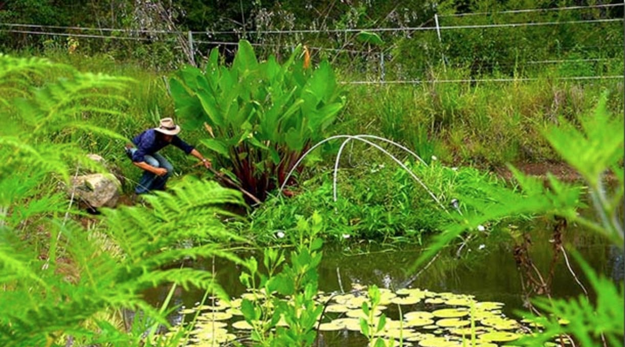 Permaculture Ponds - by Pentti Linkola Stan