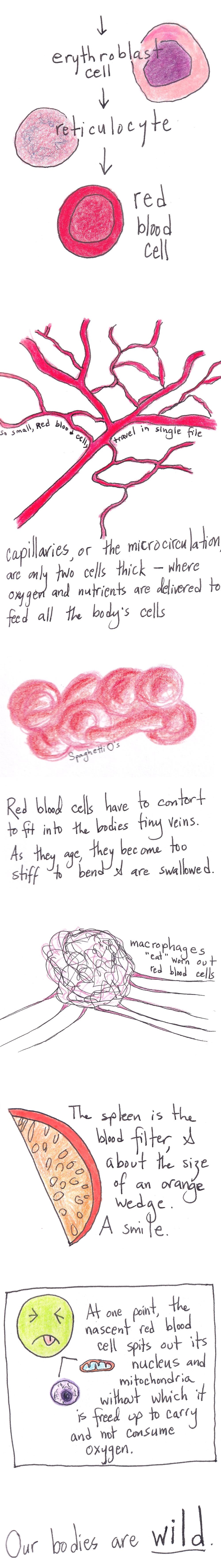 River of Life - by Cassie Seiple - Time Out of Mind