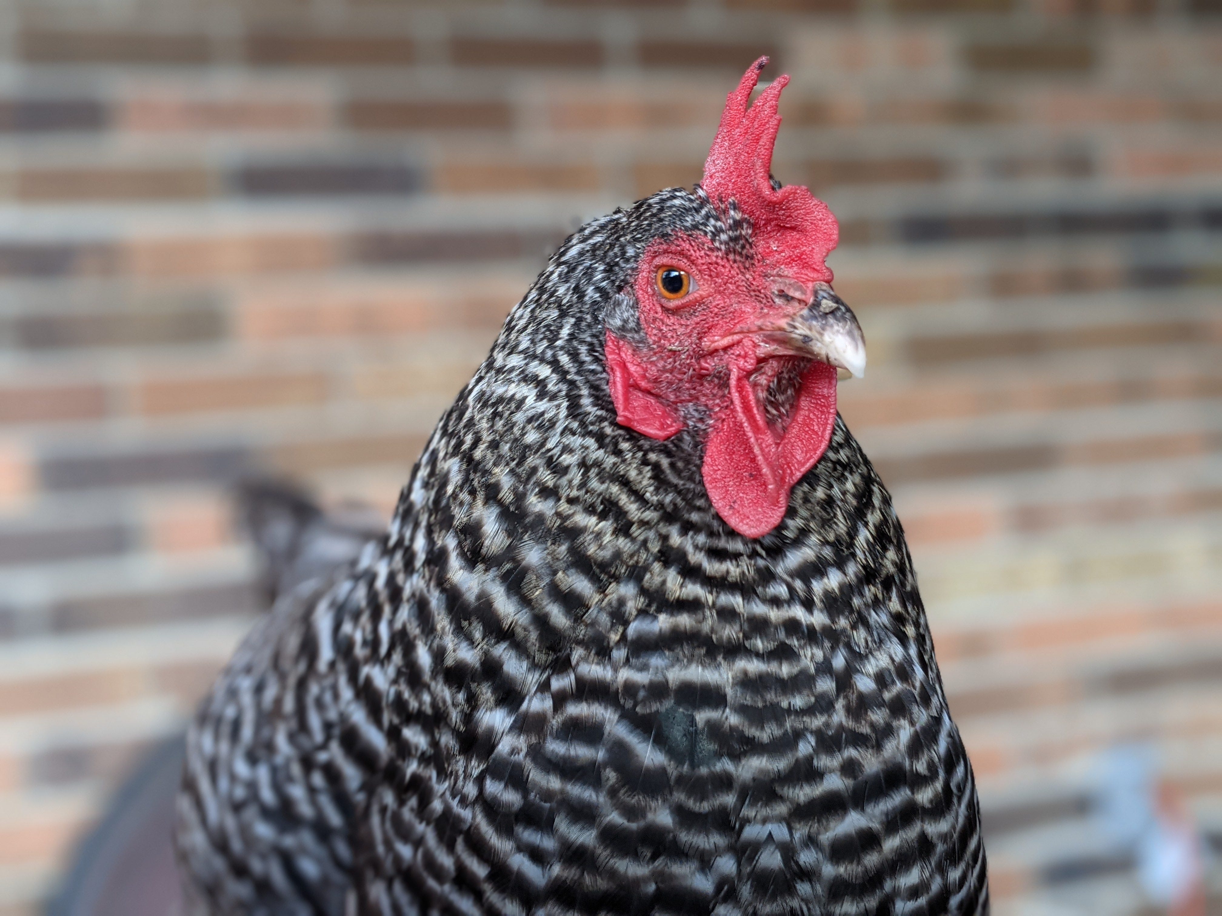 Our Lady Of Chicken Grace - by AC Shilton