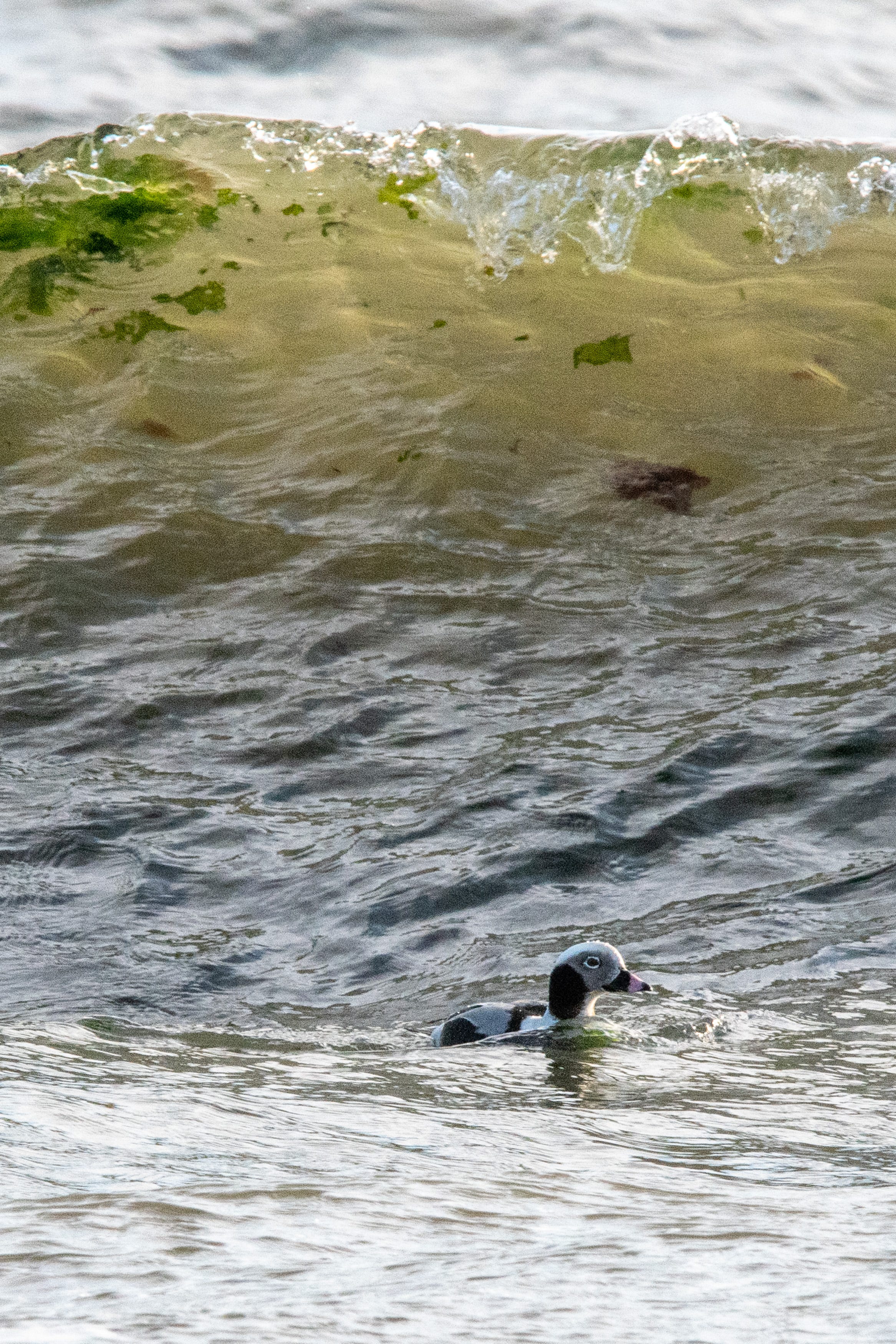 Horned larks, long-tailed ducks, and a seal