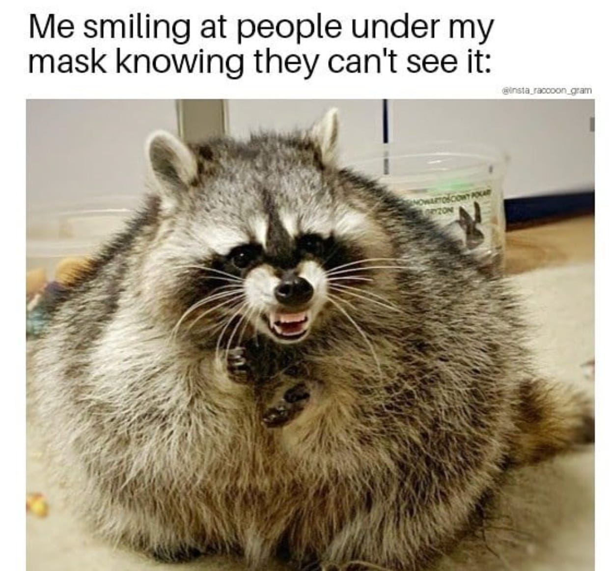 Dogs, Cats, and Raccoons of War II - Moss Planet Newsletter