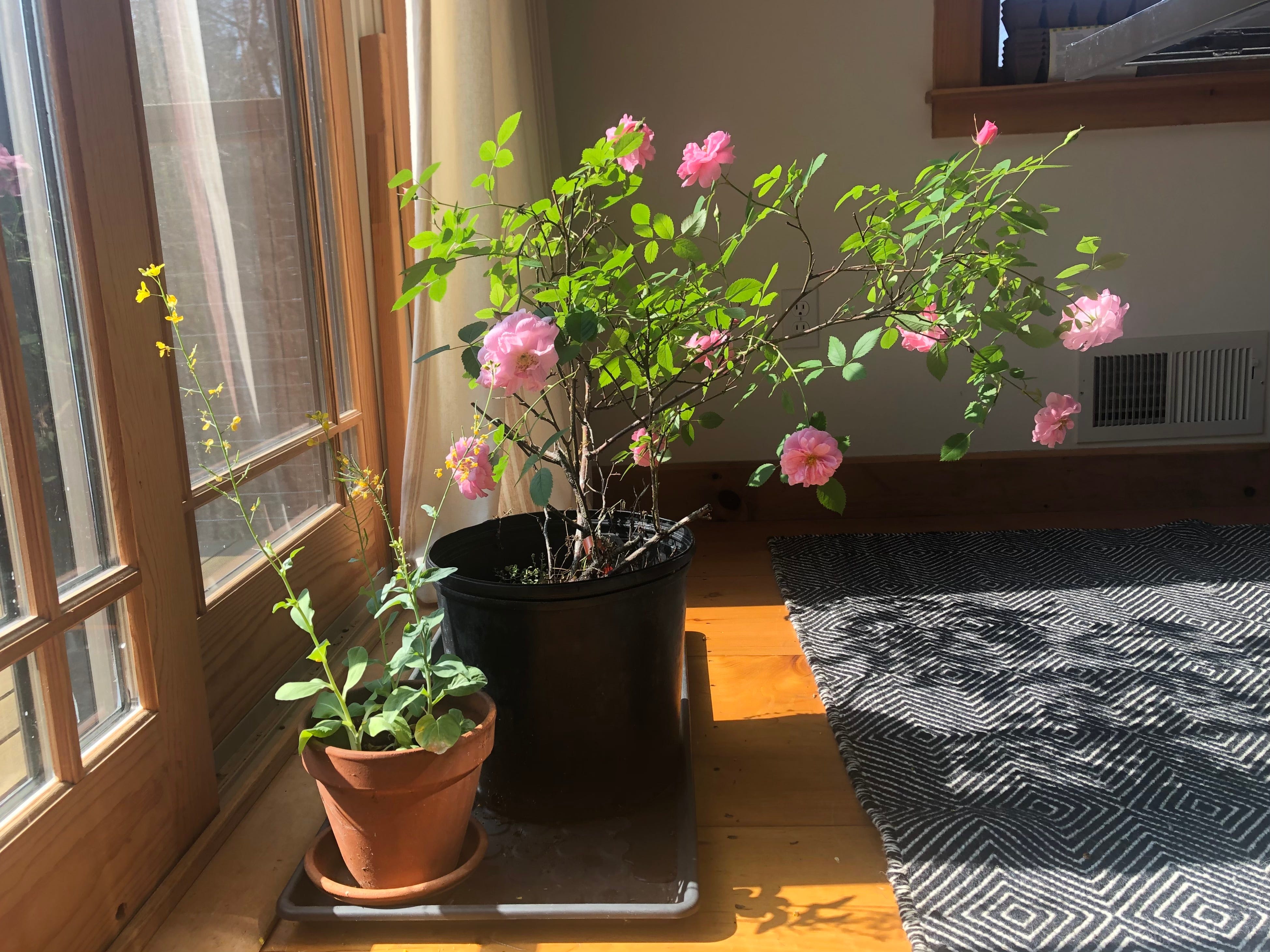 A Conversation with Alexander Chee - by Erin Khar