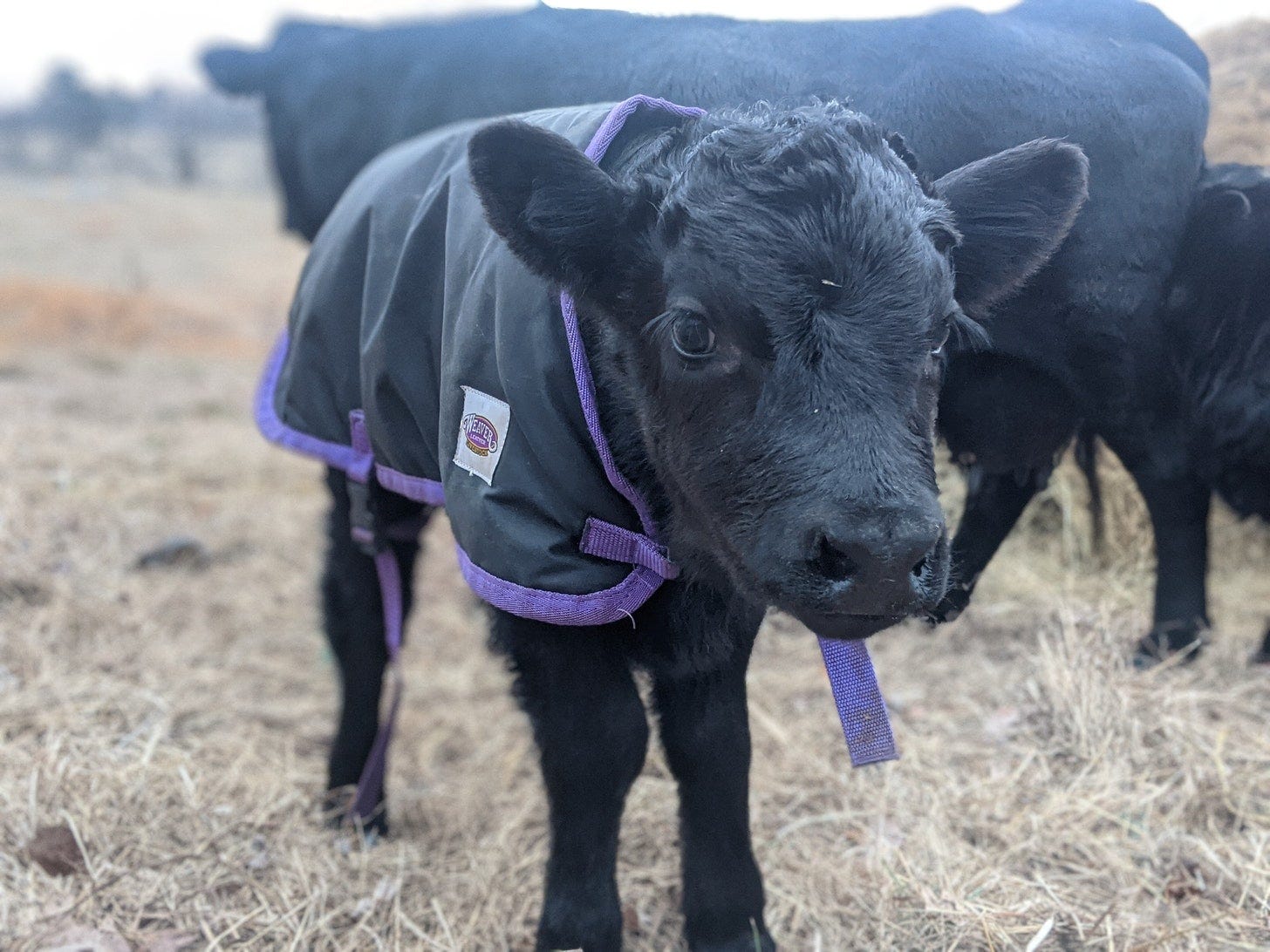 Marvels, At Length: Cows, Walks, and Life Itself