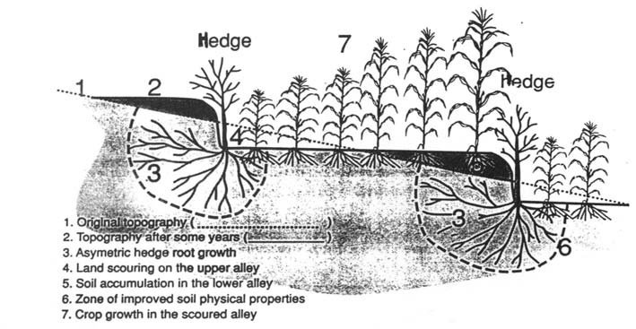 Hedgerows - Ryolithica