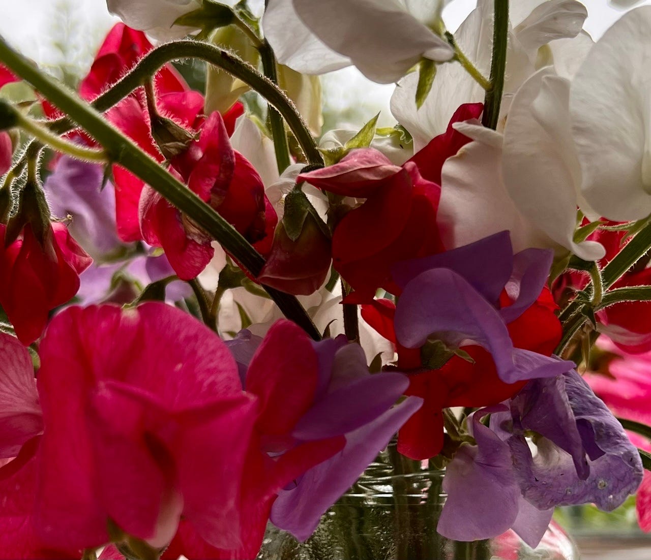 the perils of perfume - by India Flint