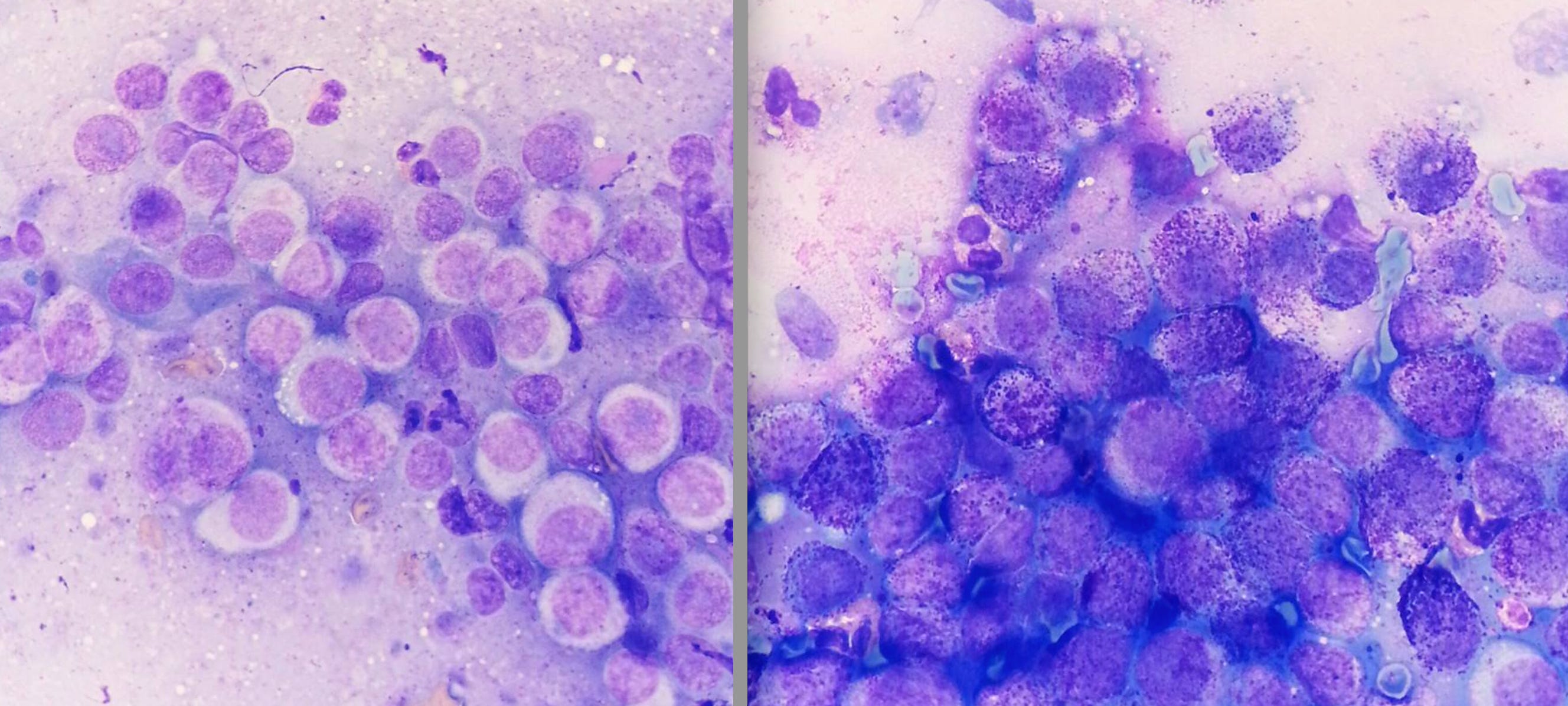 Can You Grade Canine Mast Cell Tumors on Cytology???
