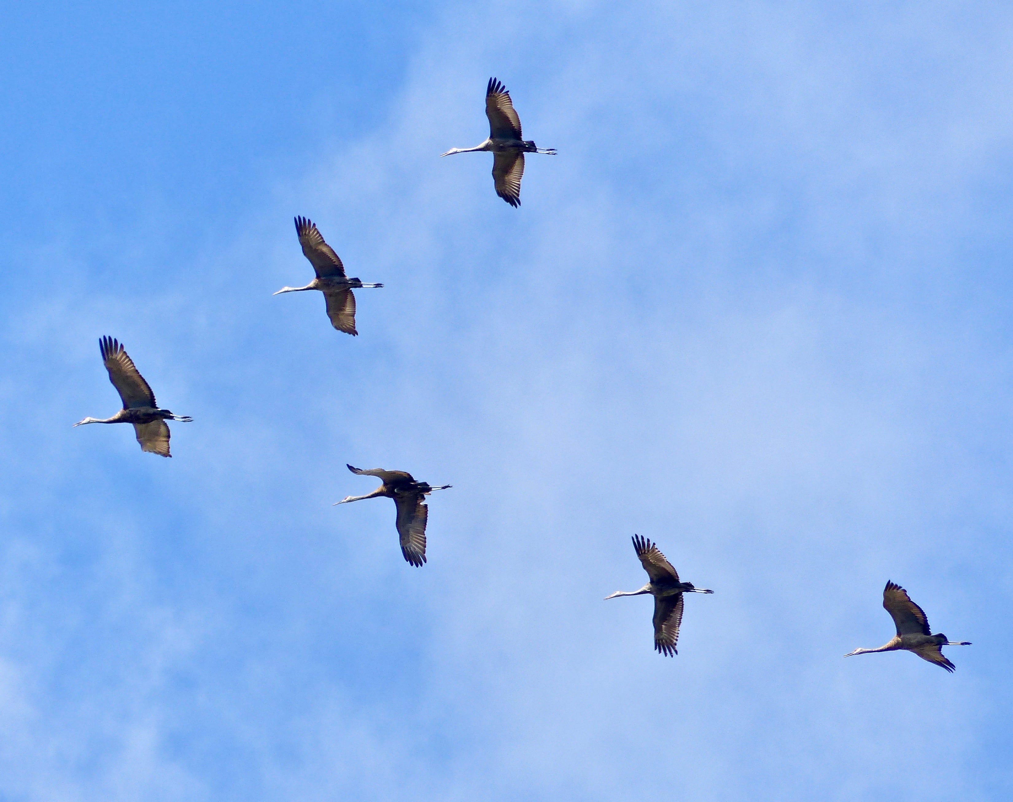 Sandhill Cranes Head South - by Rick Lamplugh