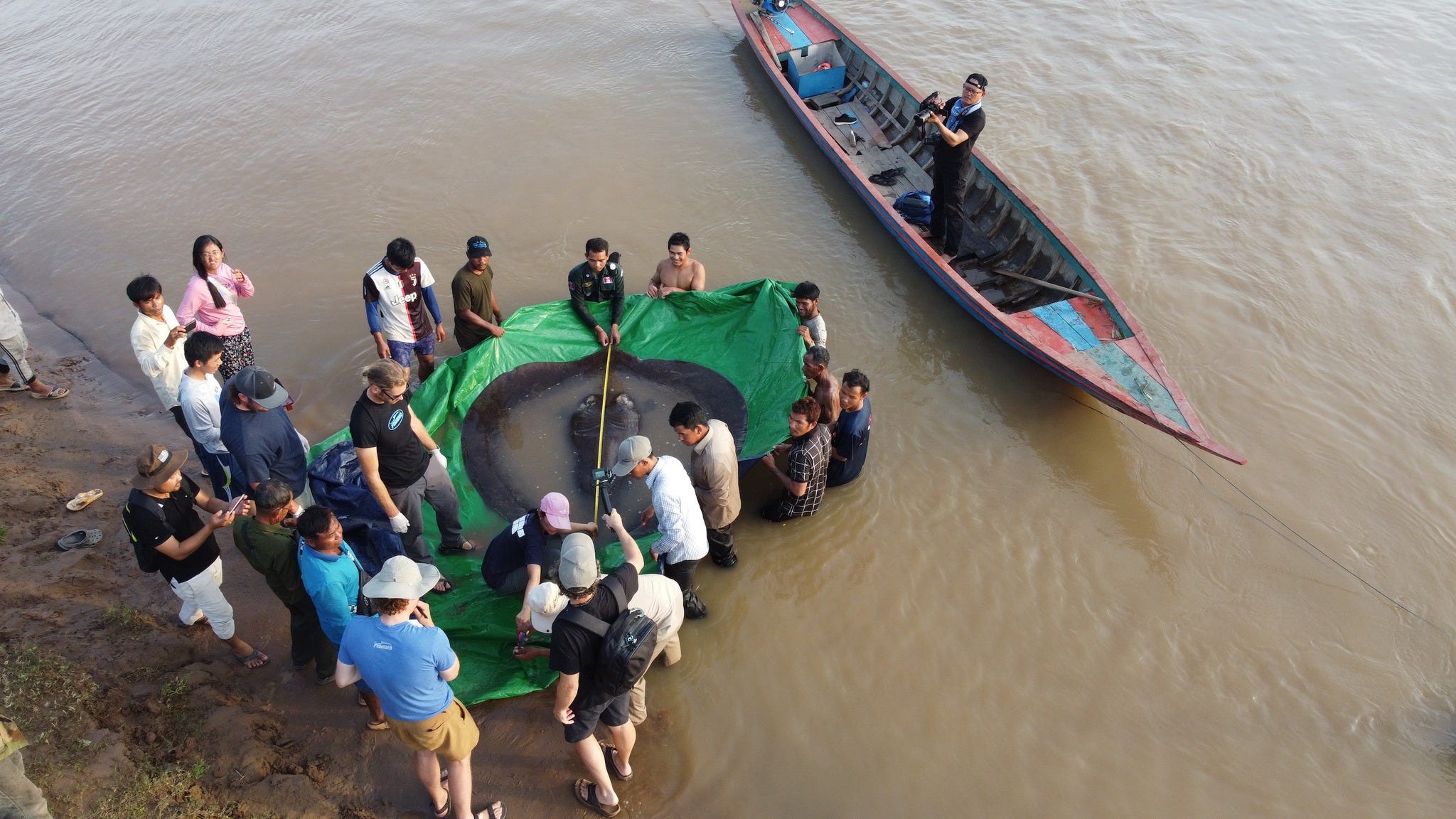 The Record Size of the Giant Mekong Stingray is Just Part of this ...