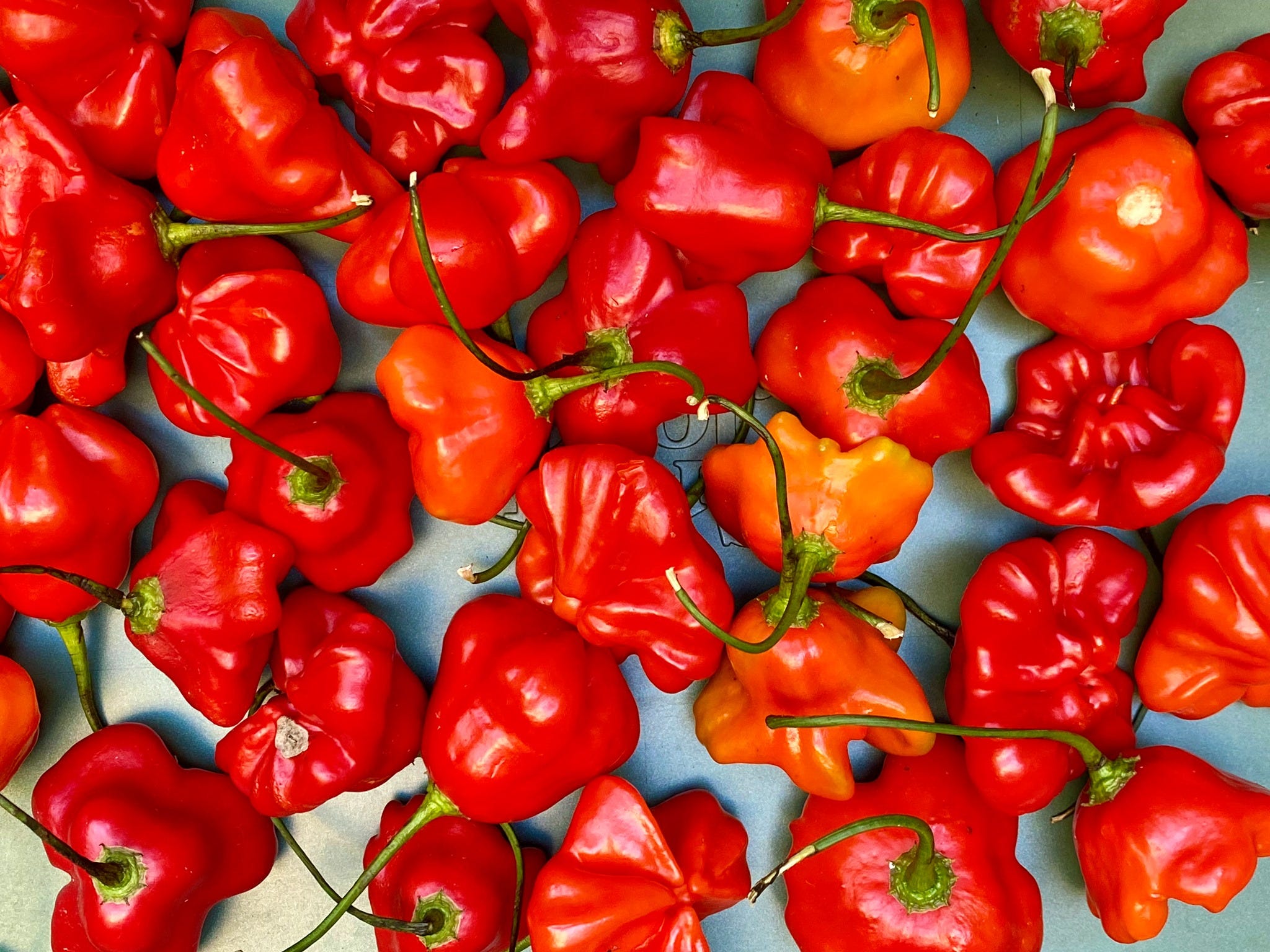 Part 1: The Hot Sauce Saga Begins! - by Sohla El-Waylly