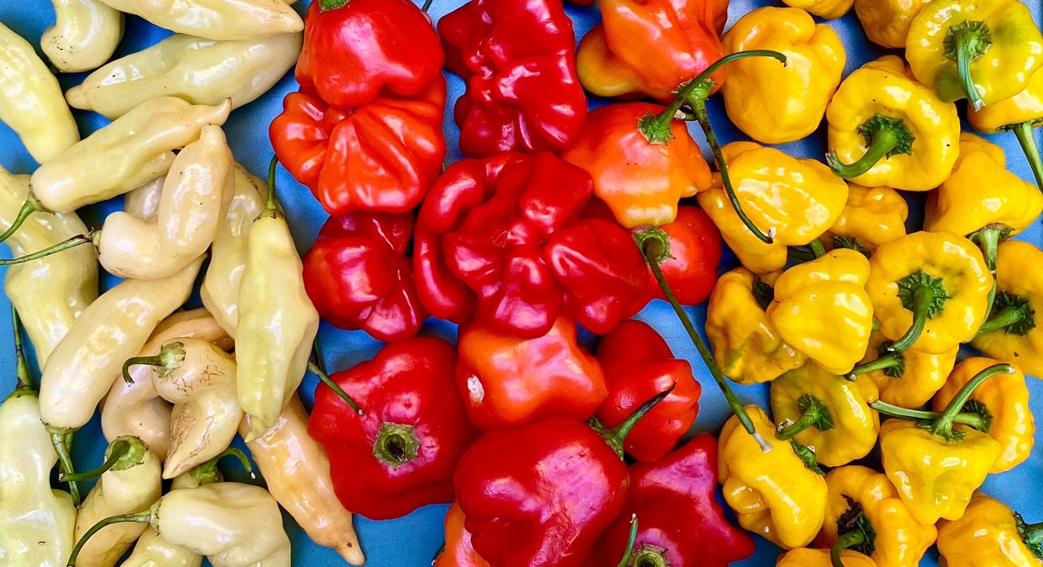 Part 1: The Hot Sauce Saga Begins! - by Sohla El-Waylly