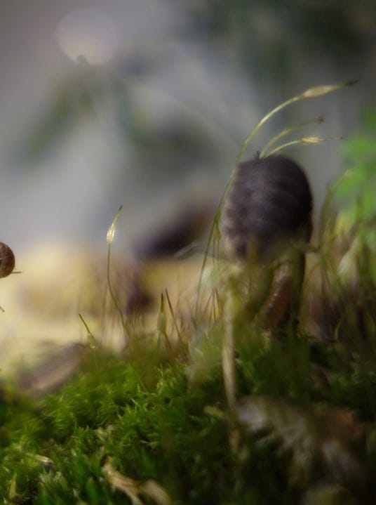 A Roly Poly name Rolli - by W.B. Foley - W.B.’s Substack