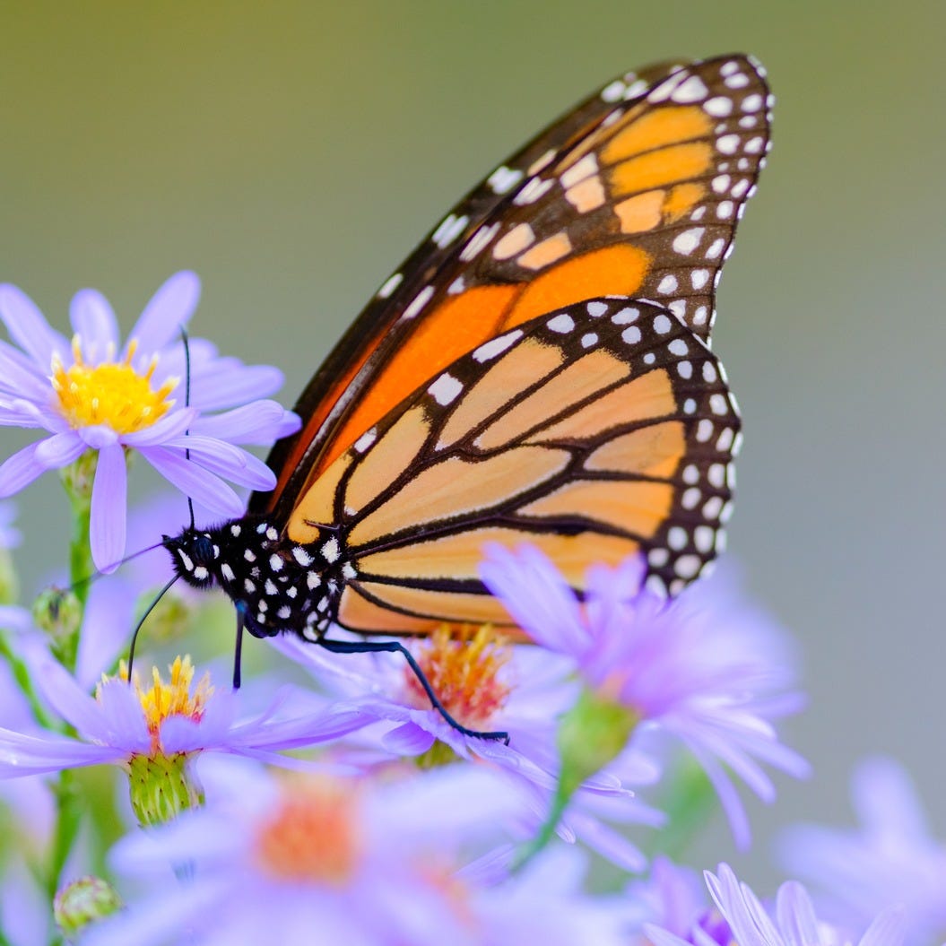 Sonja Black | Substack