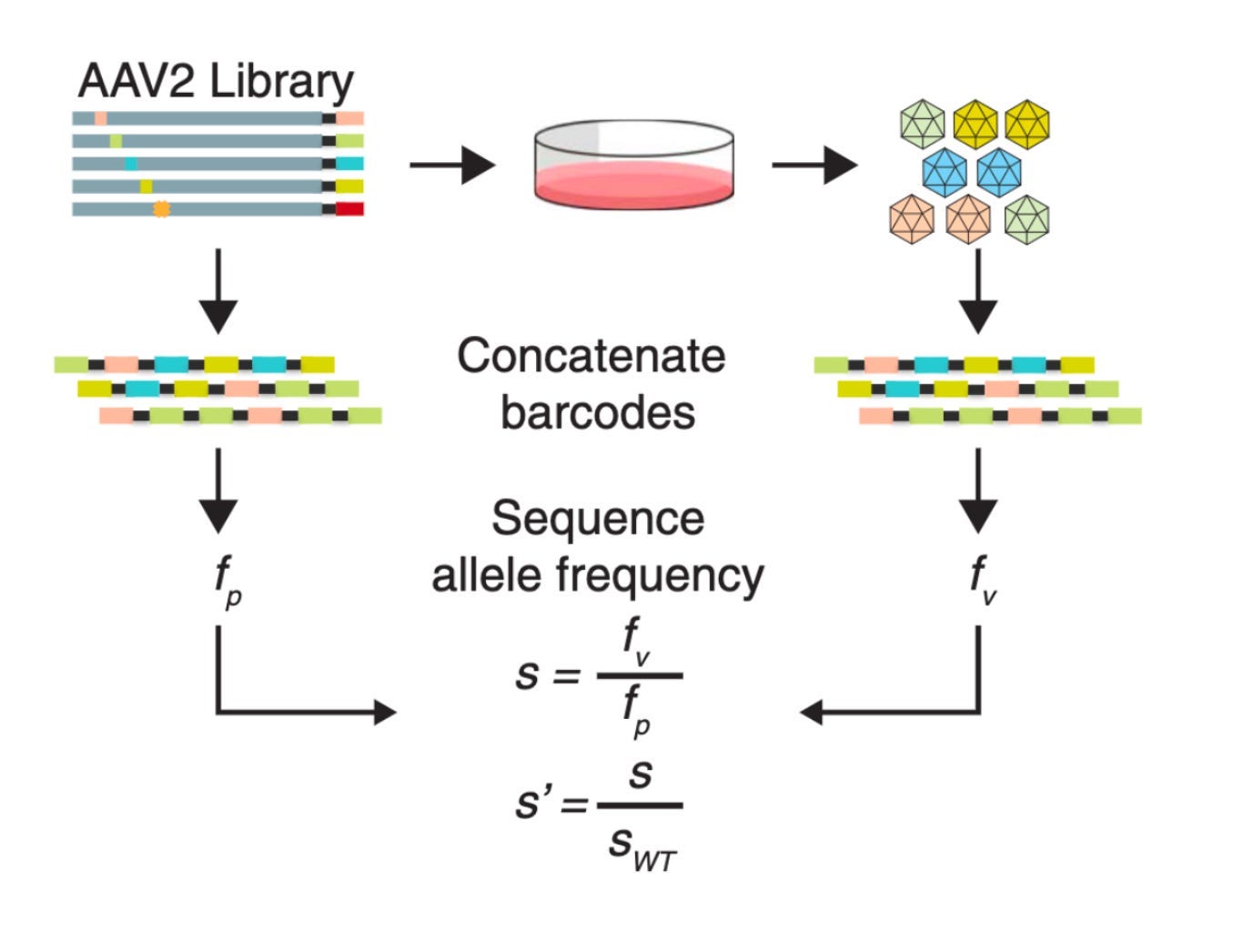 Dyno Therapeutics: The Capsids You Need