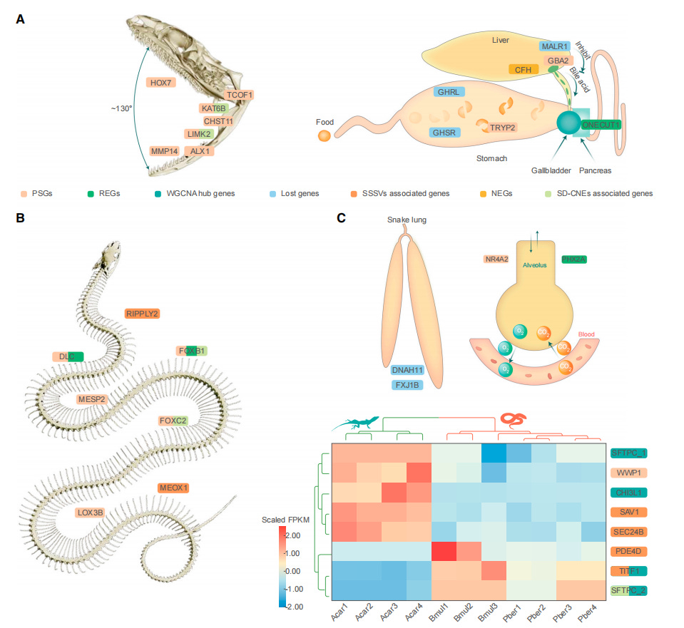 Did Snakes Once Have Feet? How Did They Lose Them?