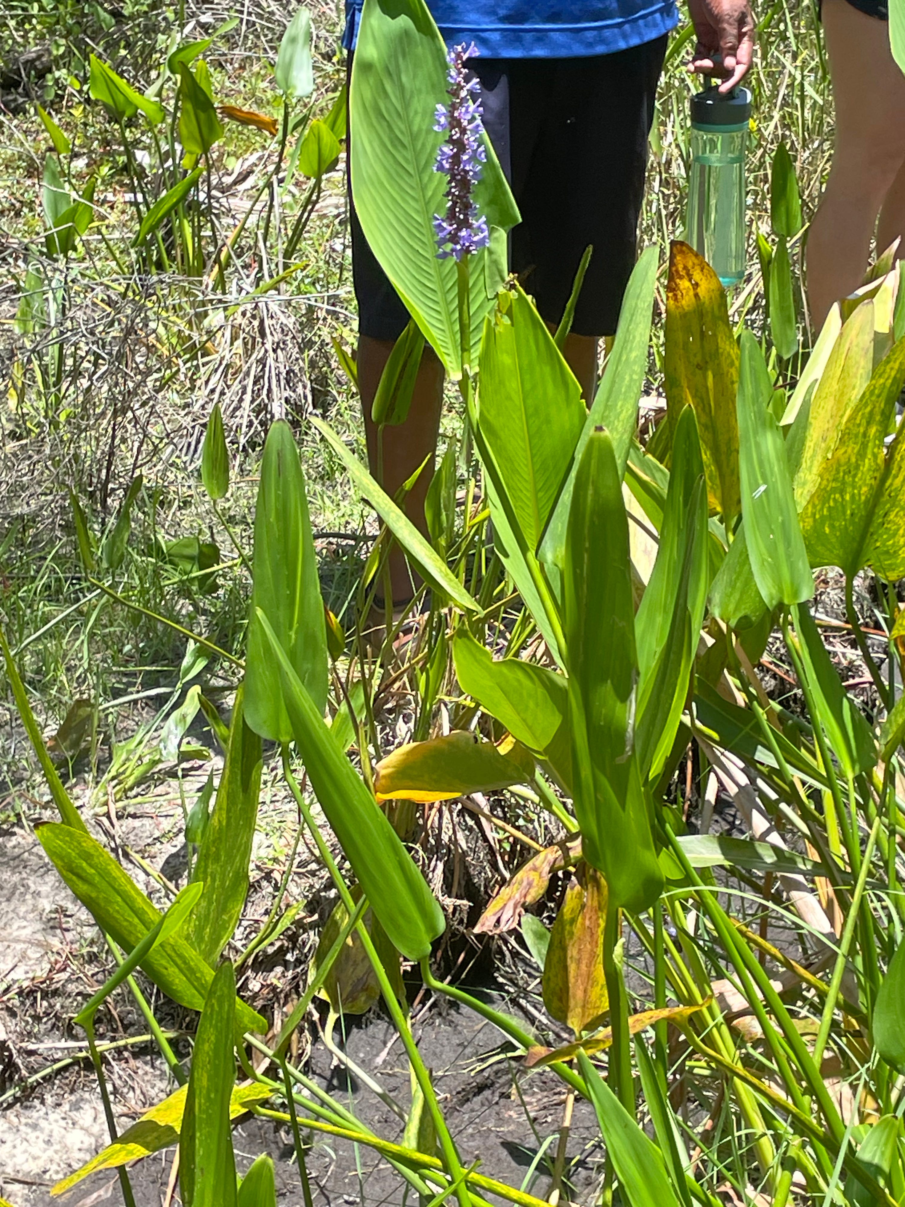 Journal 2 - FGCU Campus, Nature Trail Walk & Ecological Footprint